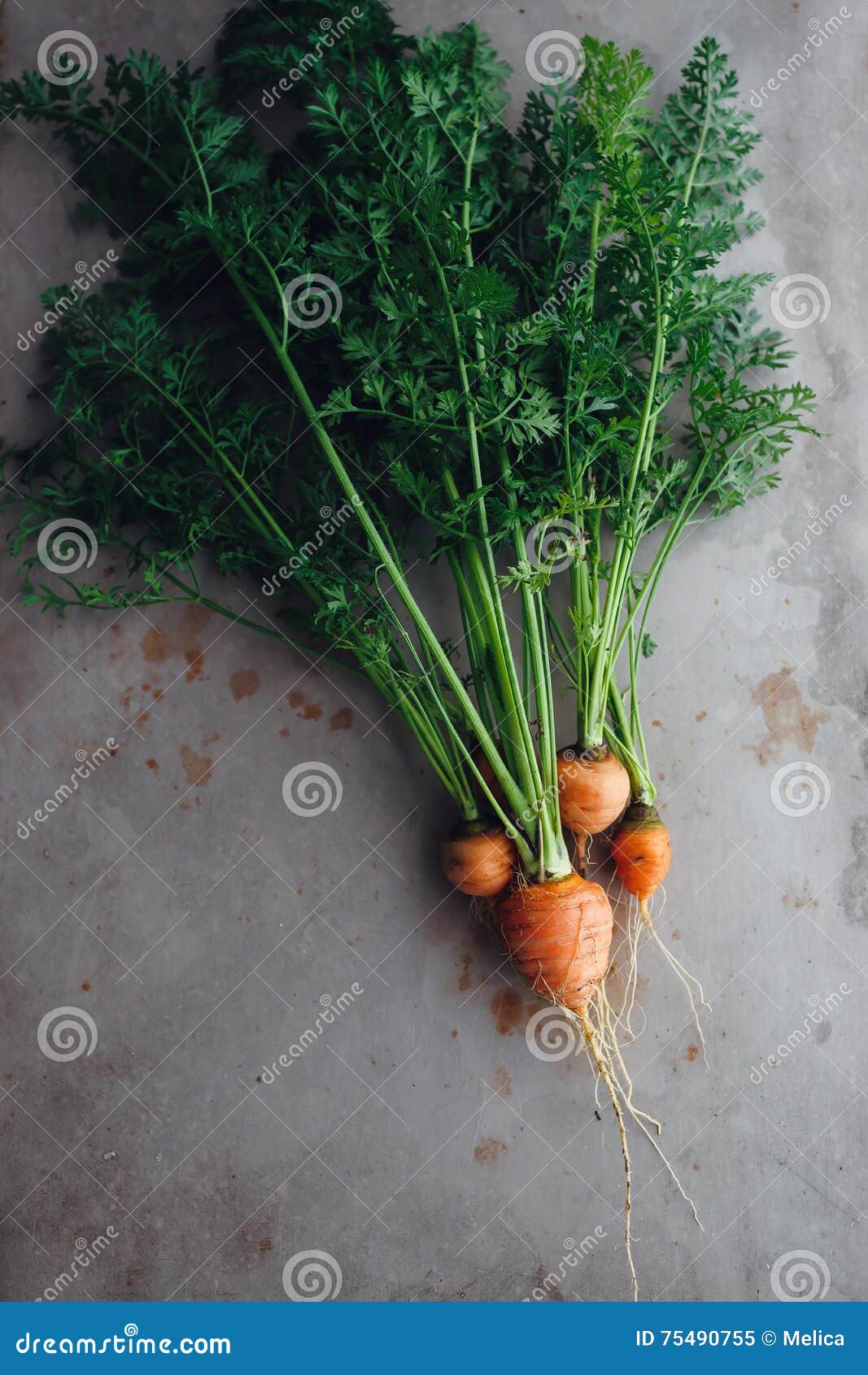 Small Round Carrots stock image. Image of carrot, closeup - 75490755