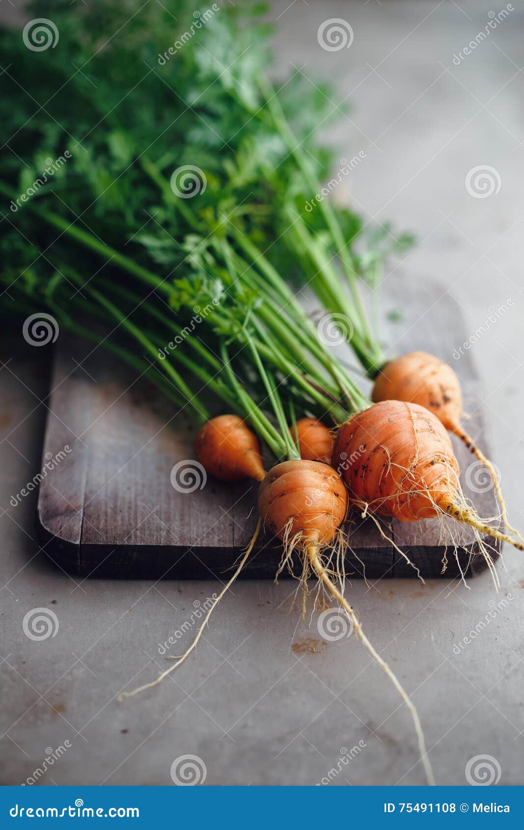 Small Round Carrots stock photo. Image of board, food - 75491108