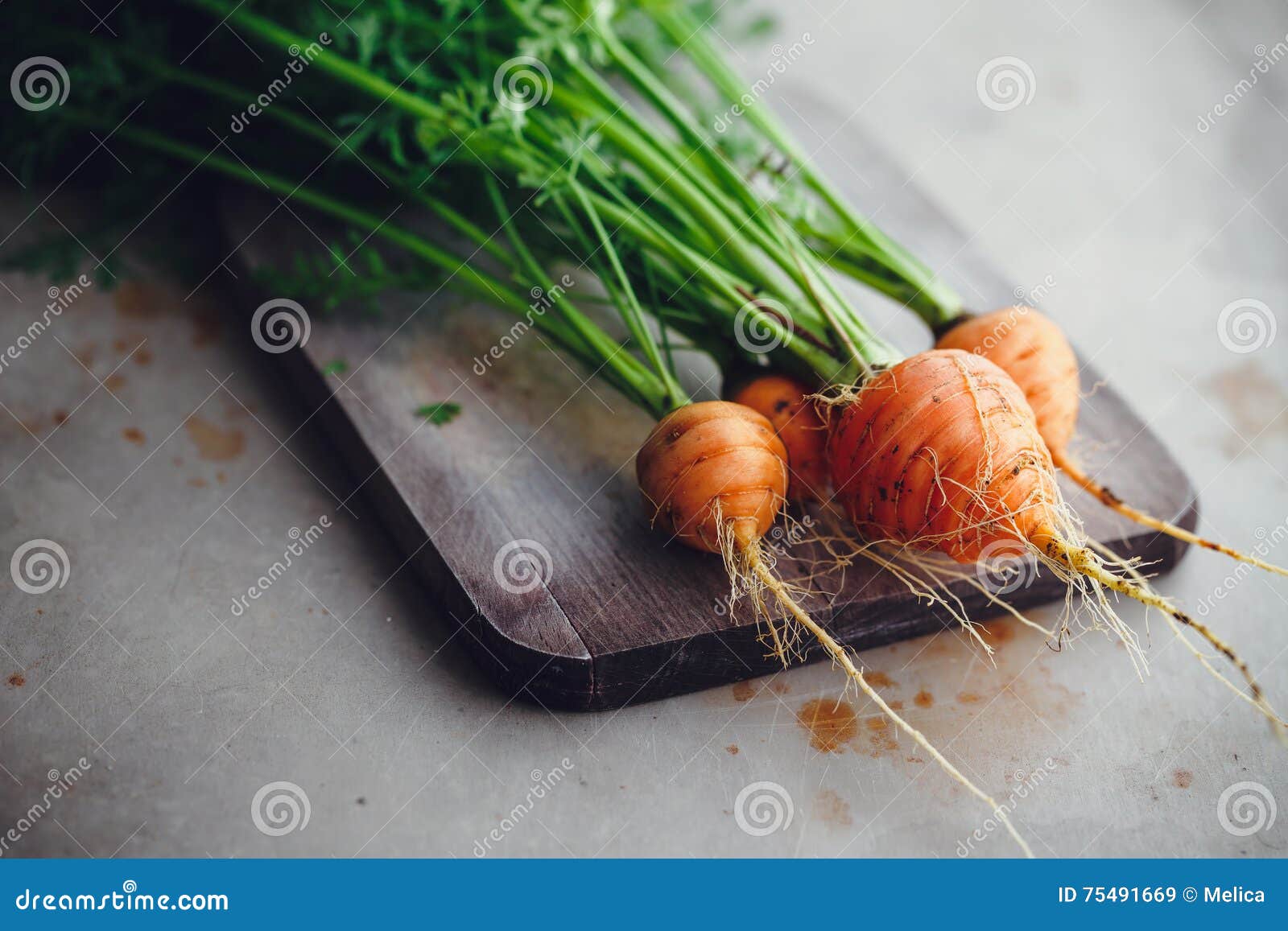 Small Round Carrots stock image. Image of garden, carrot - 75491669