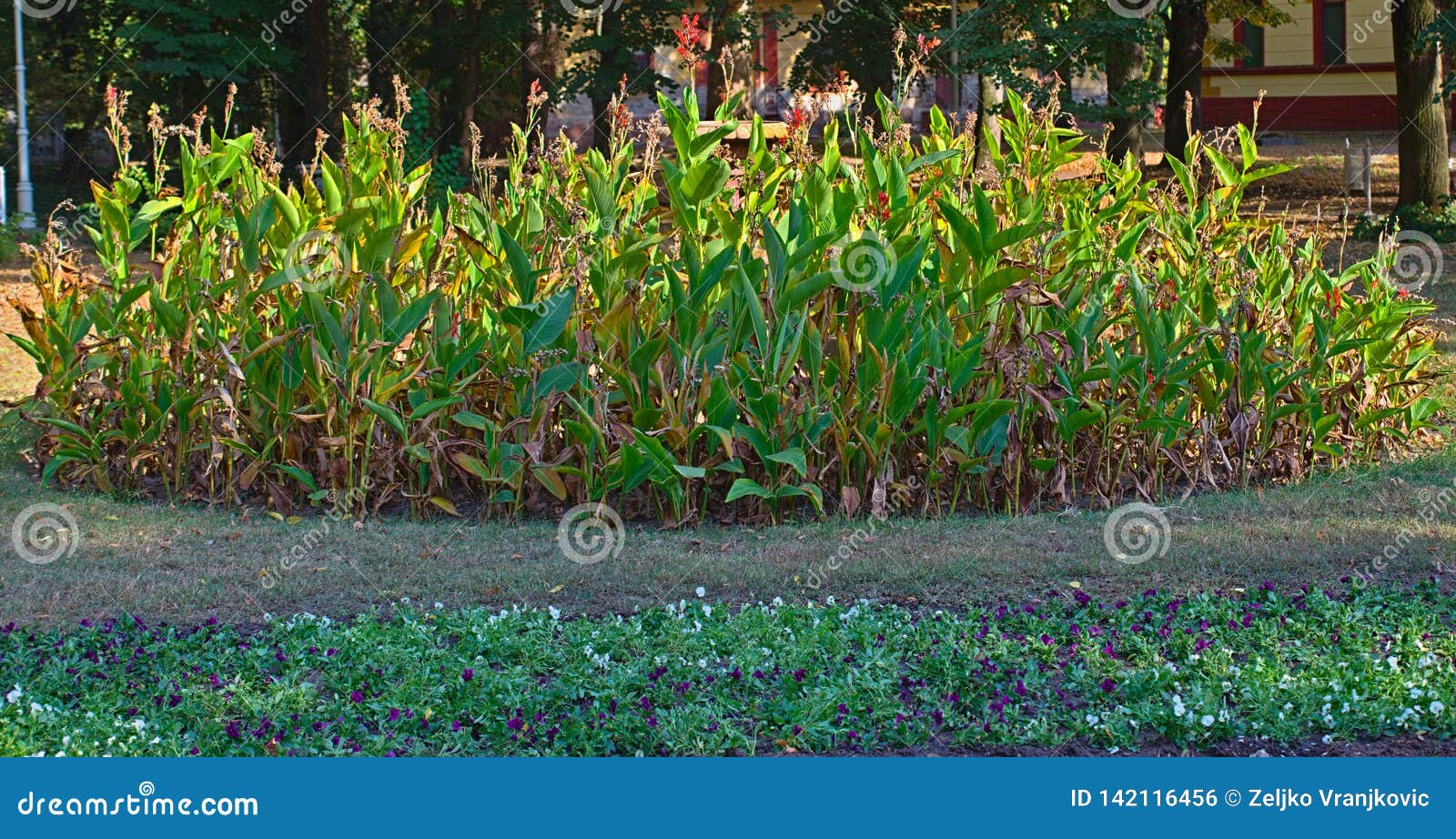 Small Round Flowerbed with Plants in Public Park Stock Photo - Image of ...