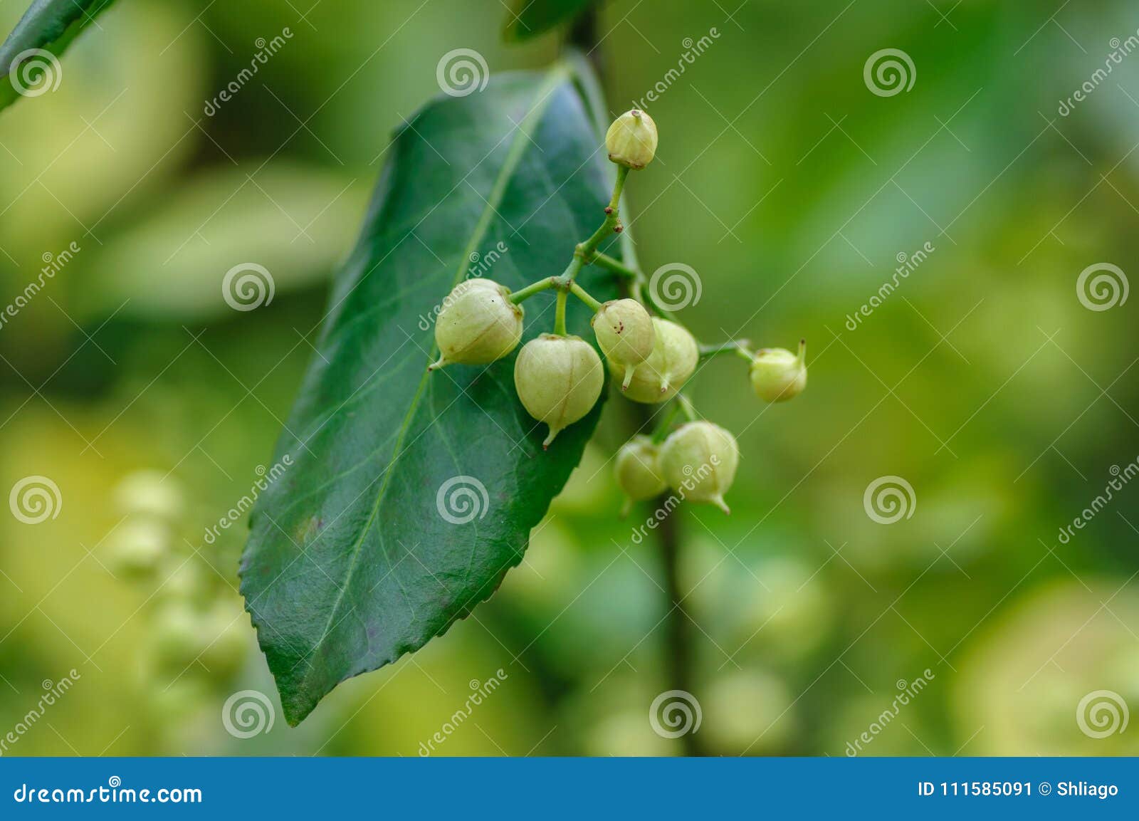 Small Round Green Seeds on a Bush with Green Leaf Stock Image - Image ...