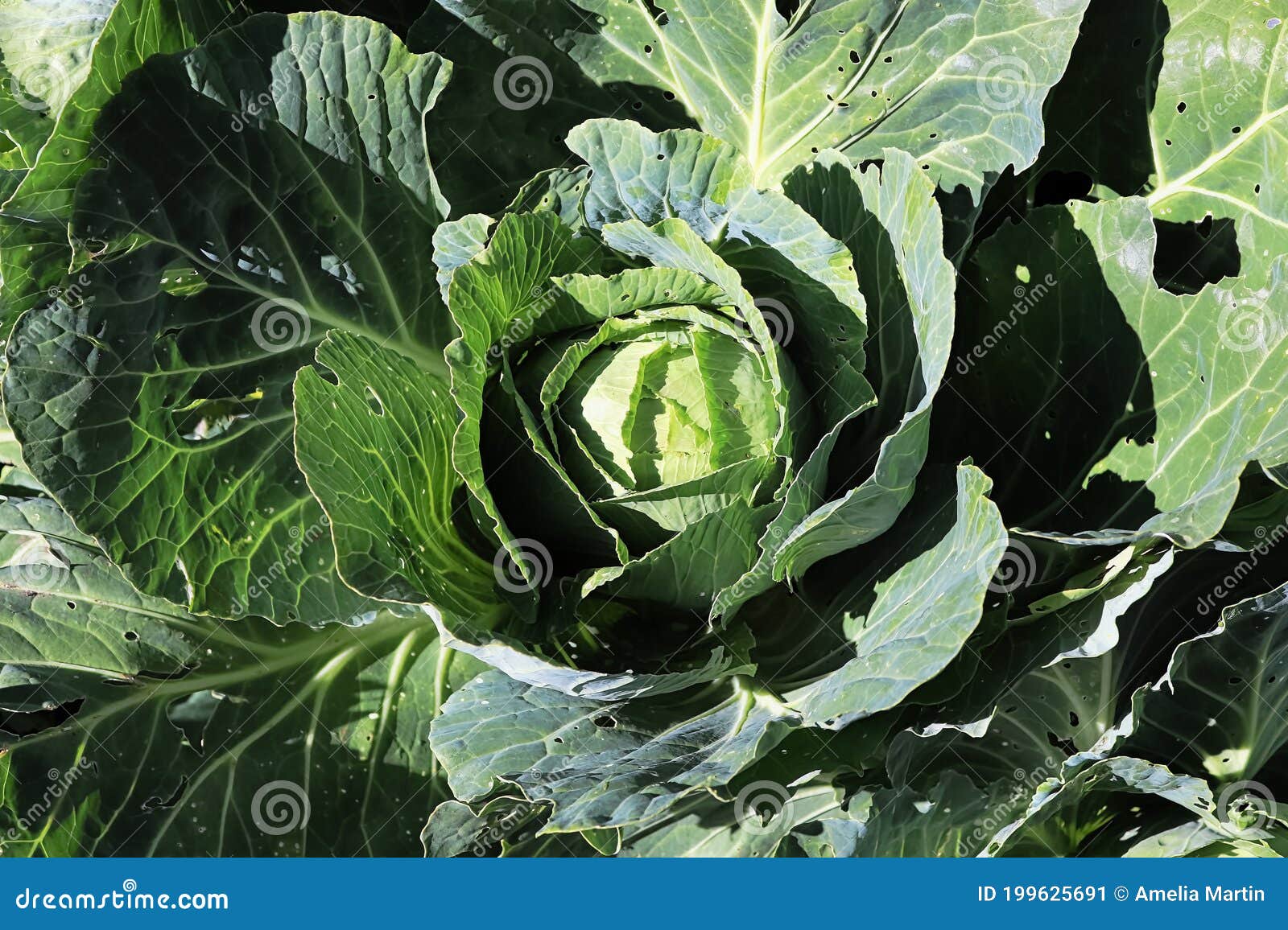 The Small Round Head of a Cabbage Surrounded by Leaves Stock Image ...