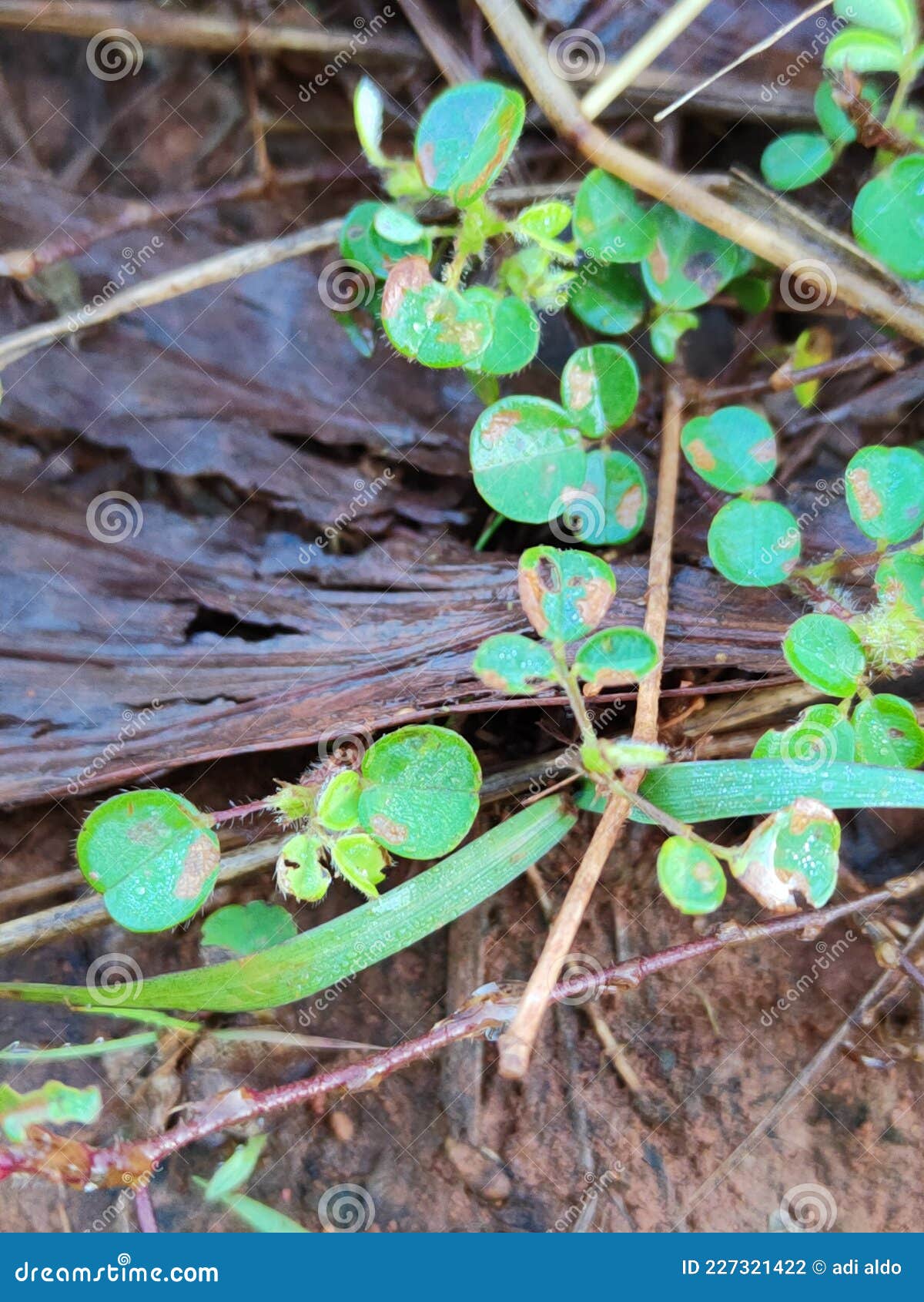 Small Round Leaf Grass Texture Creeping on the Ground in the Village ...