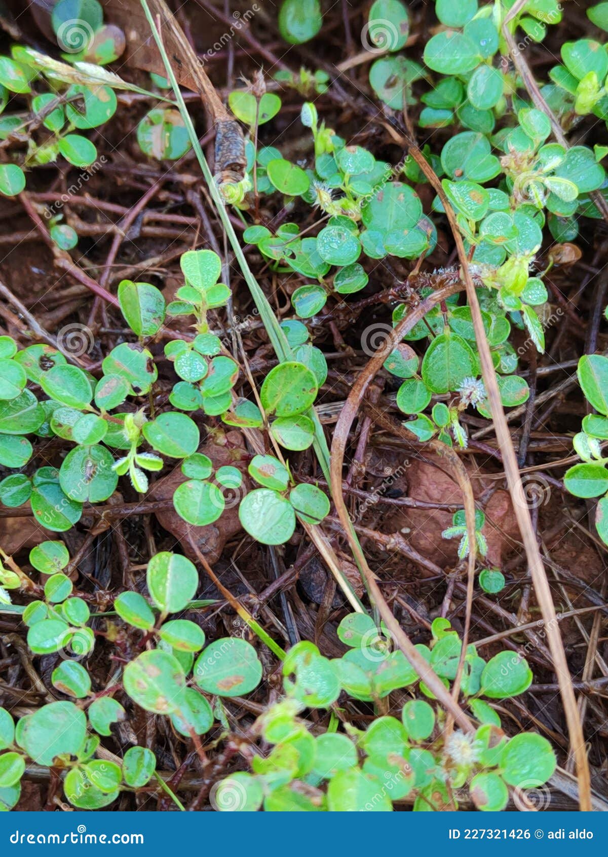 Small Round Leaf Grass Texture Creeping on the Ground in the Village 2 ...
