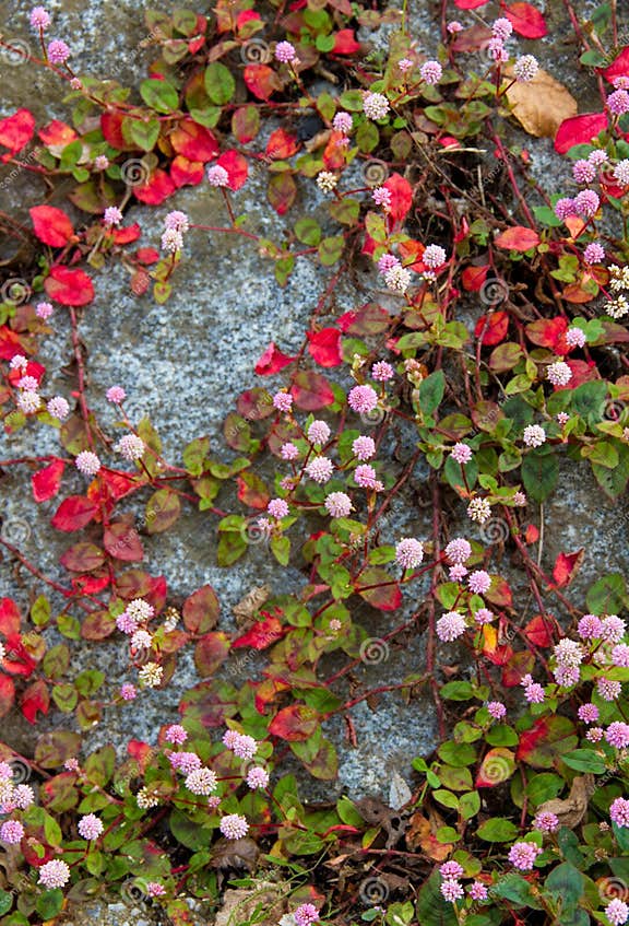 Small round pink flower stock image. Image of beautiful - 24217563