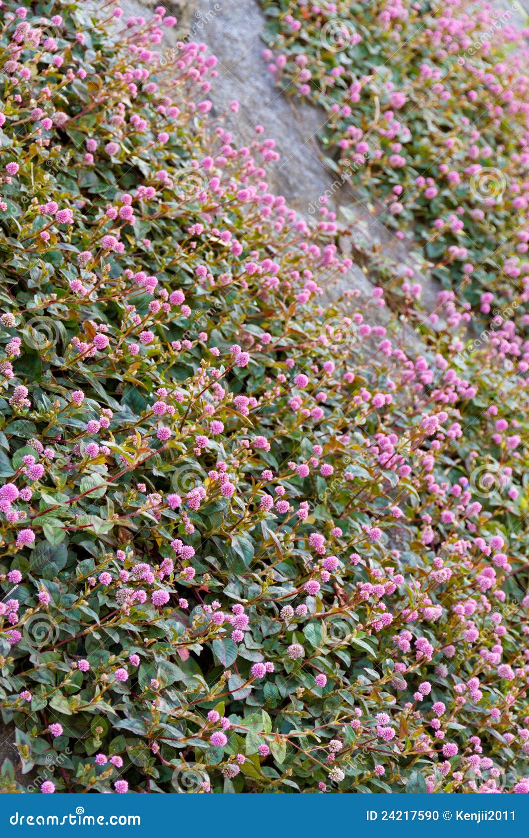 Small round pink flower stock photo. Image of outdoor - 24217590