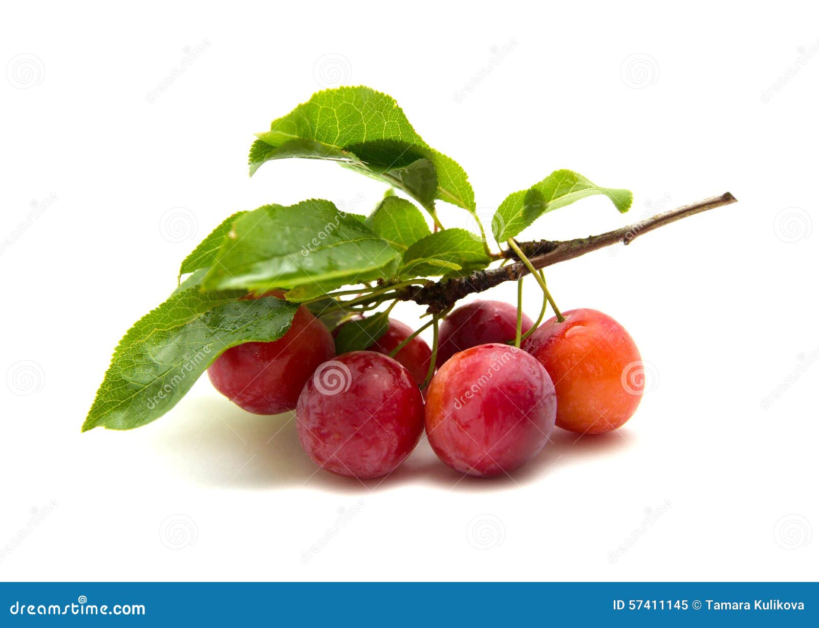 Small round red wild plums stock image. Image of wild - 57411145