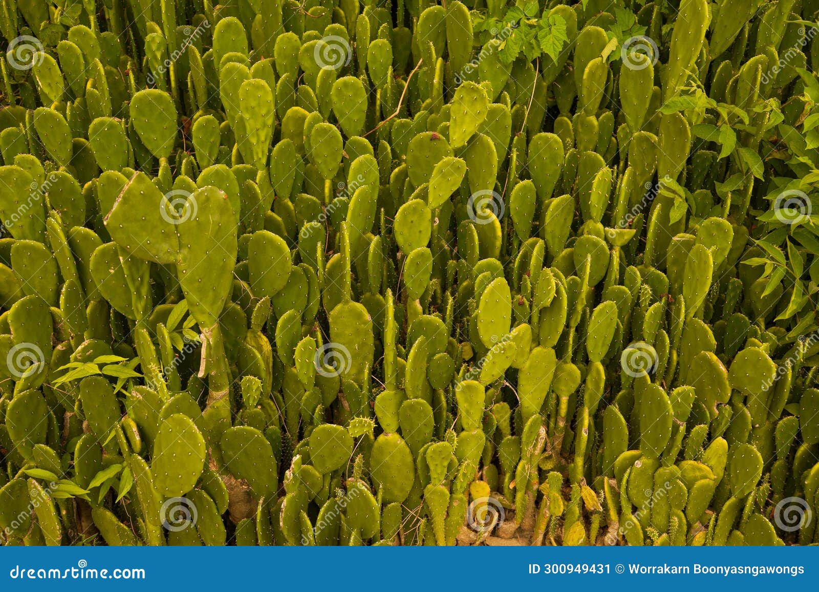 Small, Rounded Stems Cactus Fill Over the Picture Stock Image - Image ...