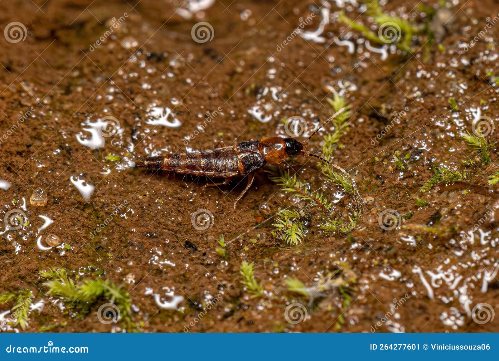 Small Rove Beetle stock image. Image of staphylininae - 264277601