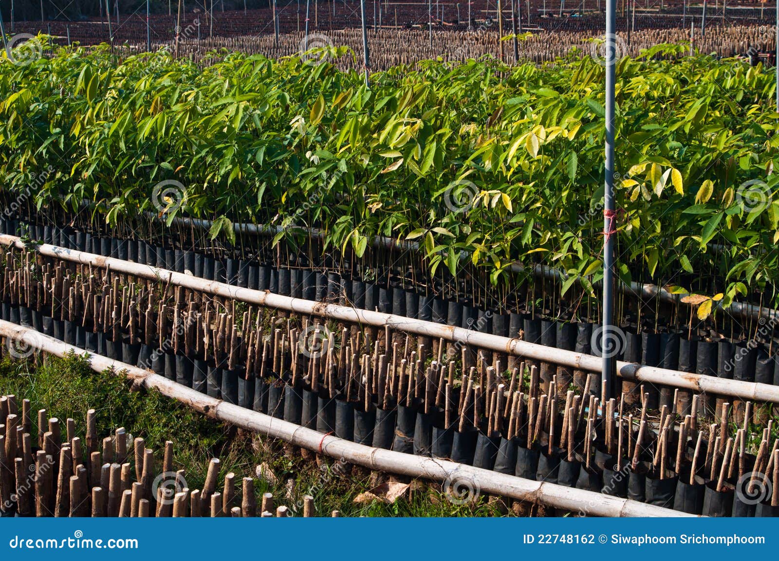 Small rubber tree stock photo. Image of harvesting, shadow - 22748162