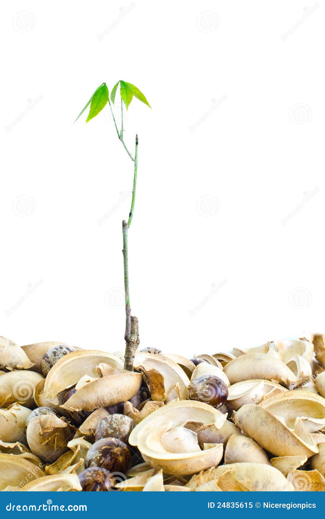 Small rubber tree. stock image. Image of flora, hevea - 24835615