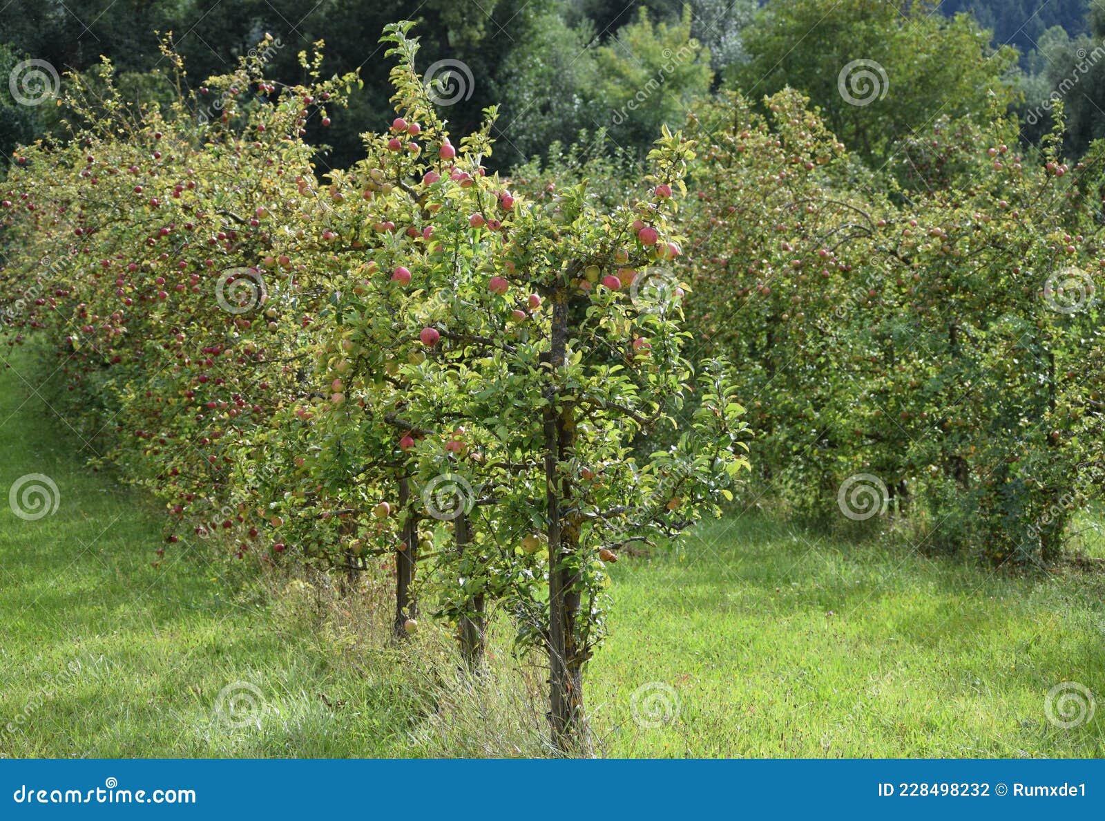 Small Rural Apple Orchard for Self-marketing Stock Photo - Image of ...