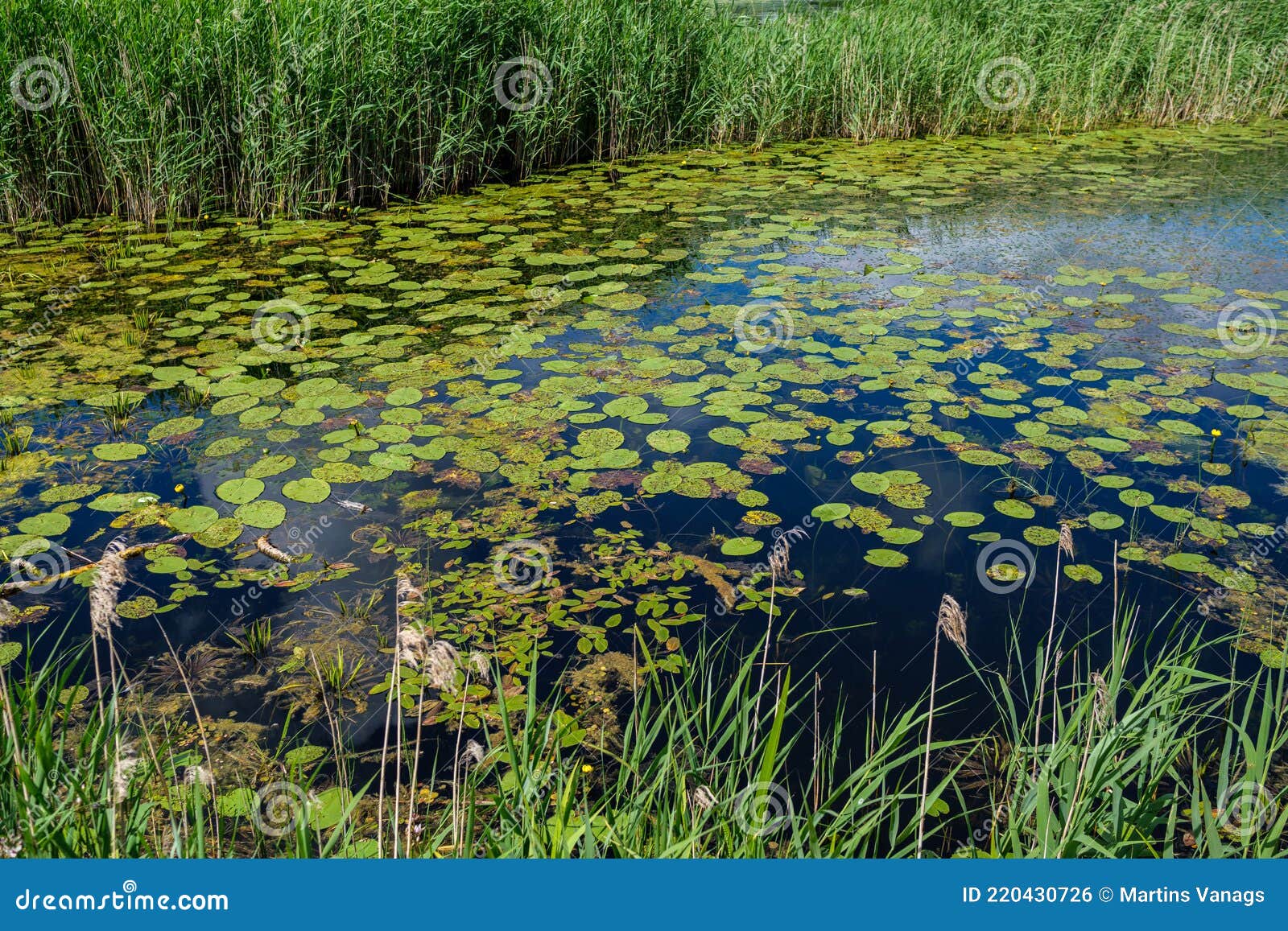 Small Rural Pond with Grass and Reflections in Water Stock Photo ...