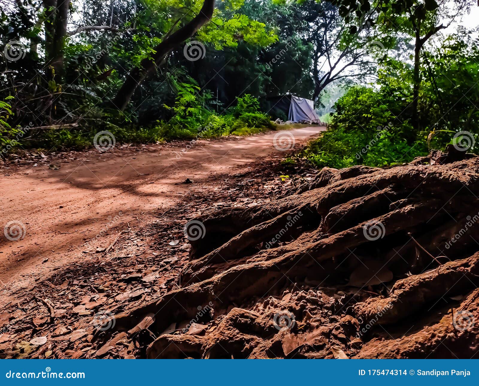 A Small Rural Road with Red Soil and Large Roots of Sacred Fig Tree ...