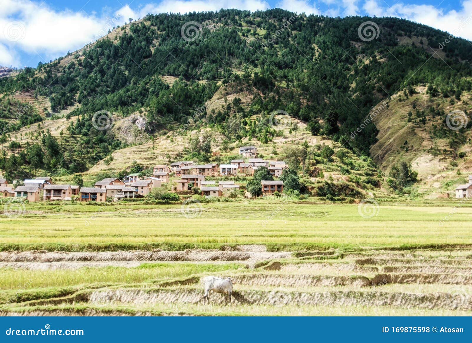 Small Rural Village in Central Plateau in Madagascar Stock Photo ...