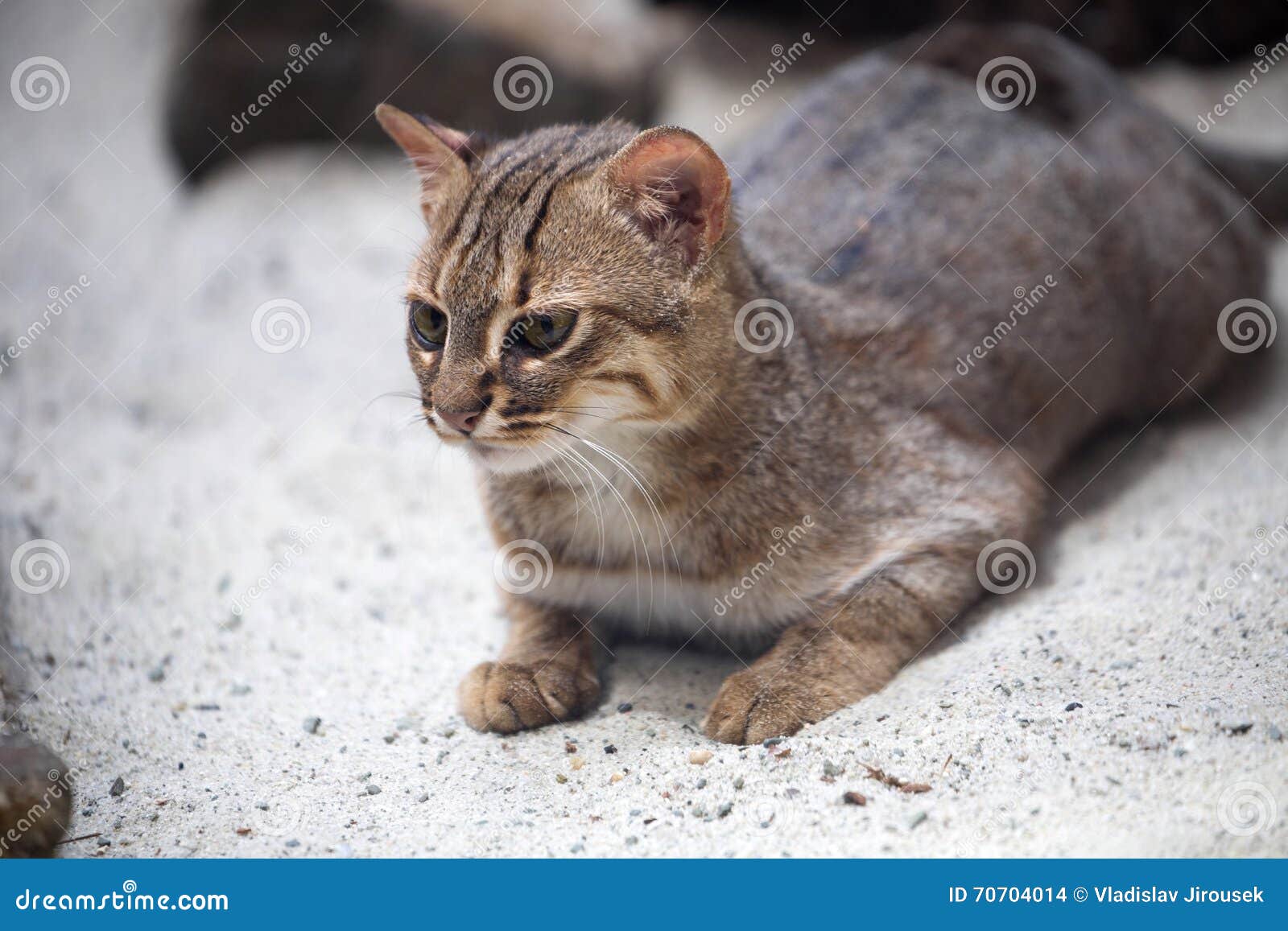 Small Rusty-spotted Cat, Prionailurus Rubiginosus is Very Rare Stock ...