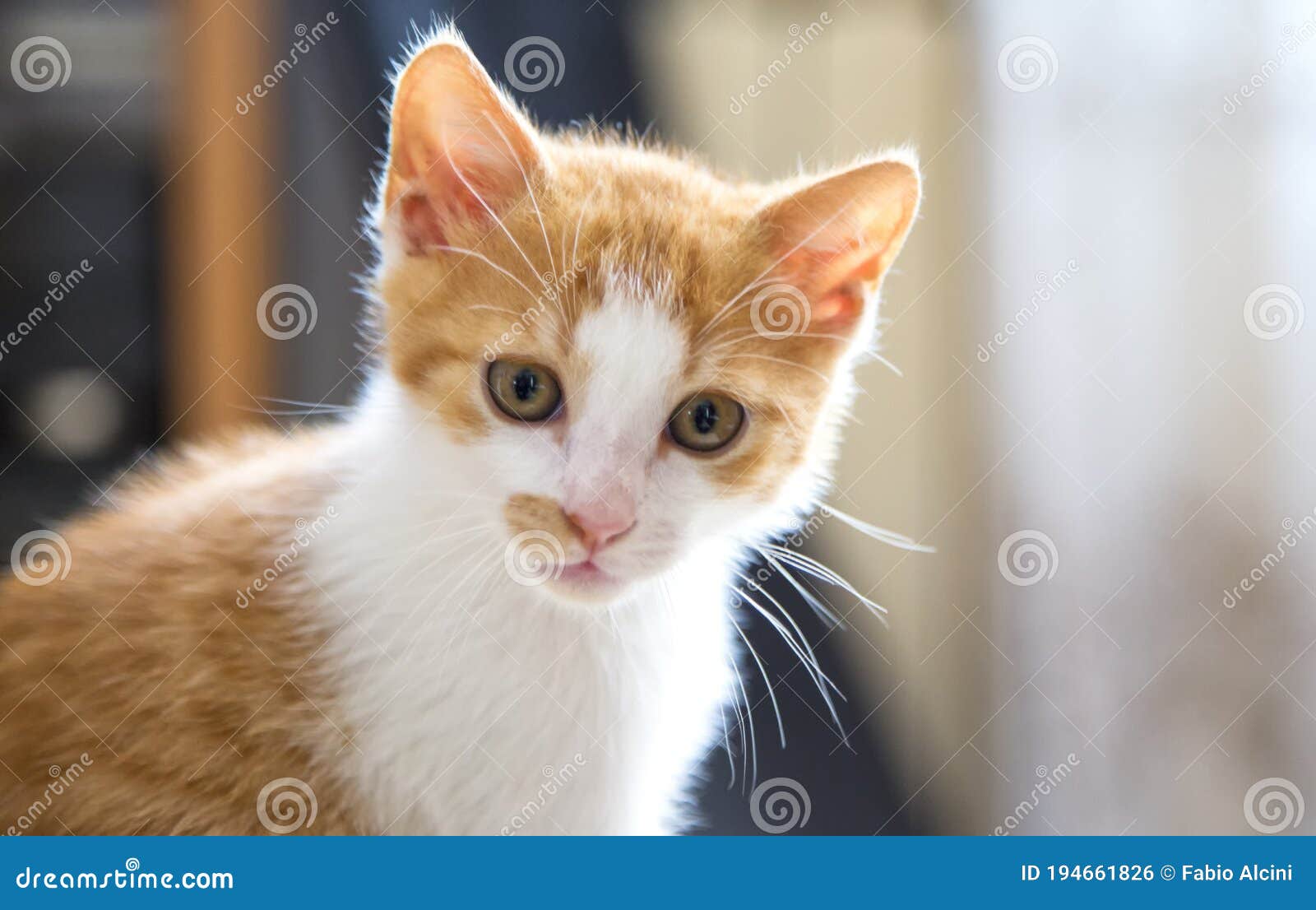 Small sad cat looking stock photo. Image of cute, kitty - 194661826