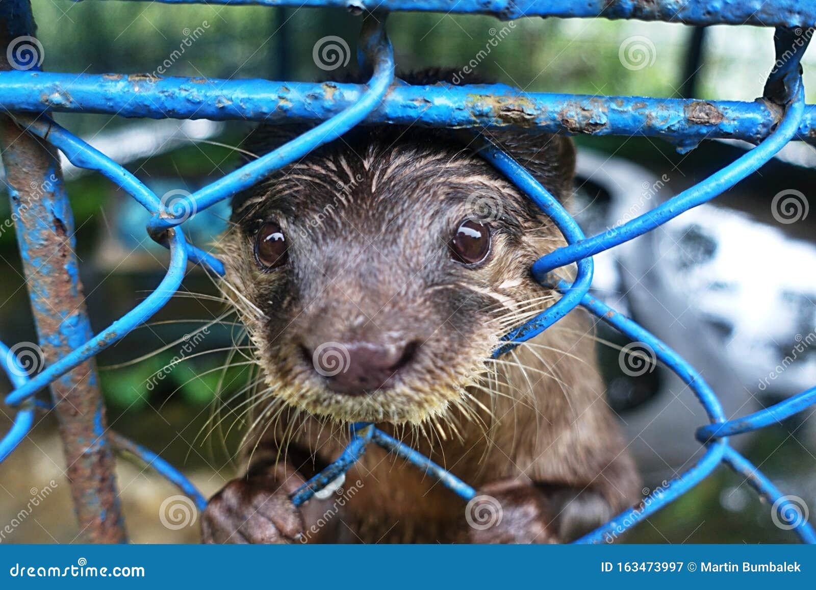 Sad Otter Looking through the Fence Stock Image - Image of farming ...