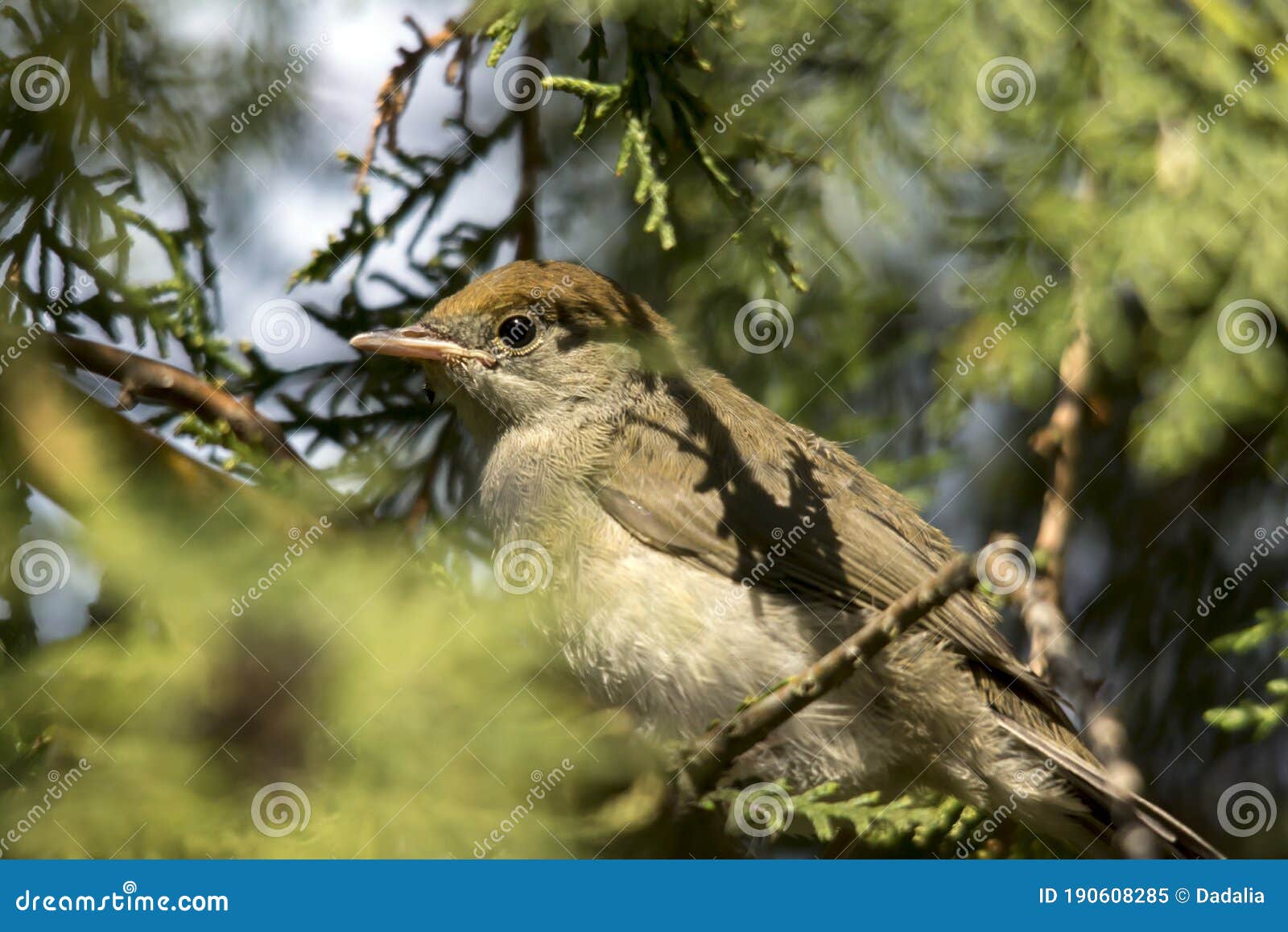Small sage Sylvia curruca stock image. Image of bird - 190608285