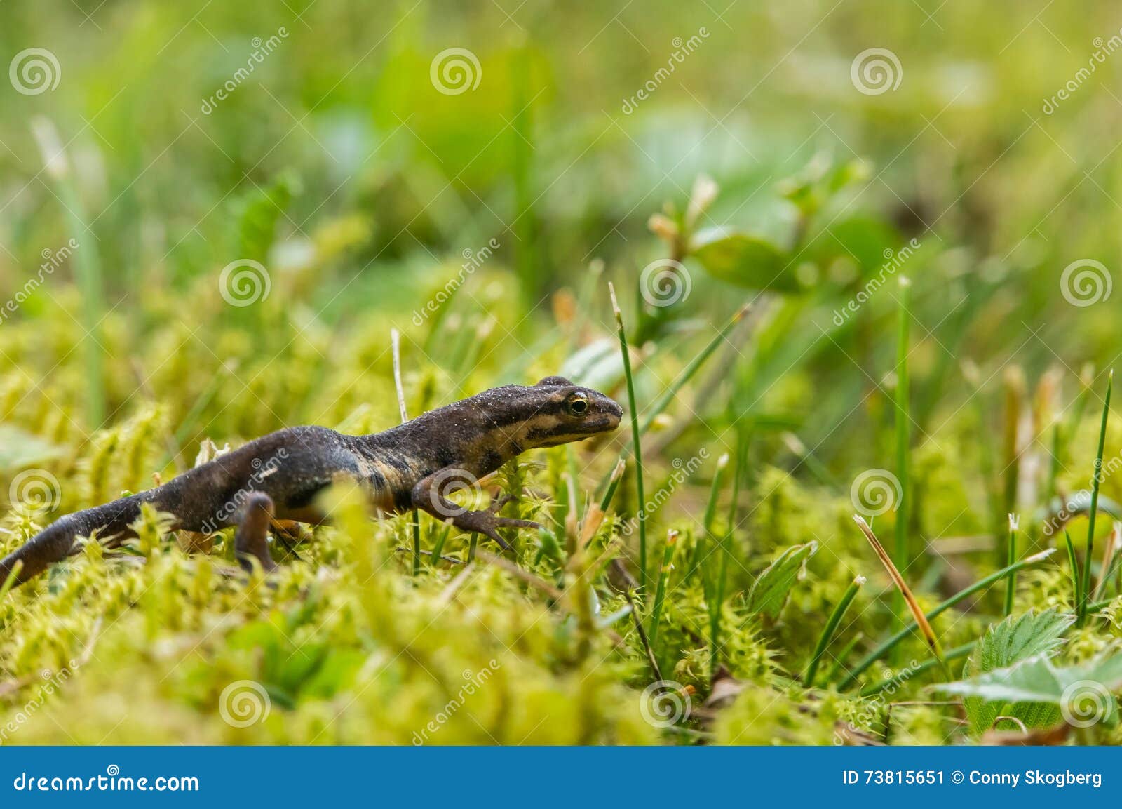 A Small Salamander in the Green Grass Stock Image - Image of moss ...