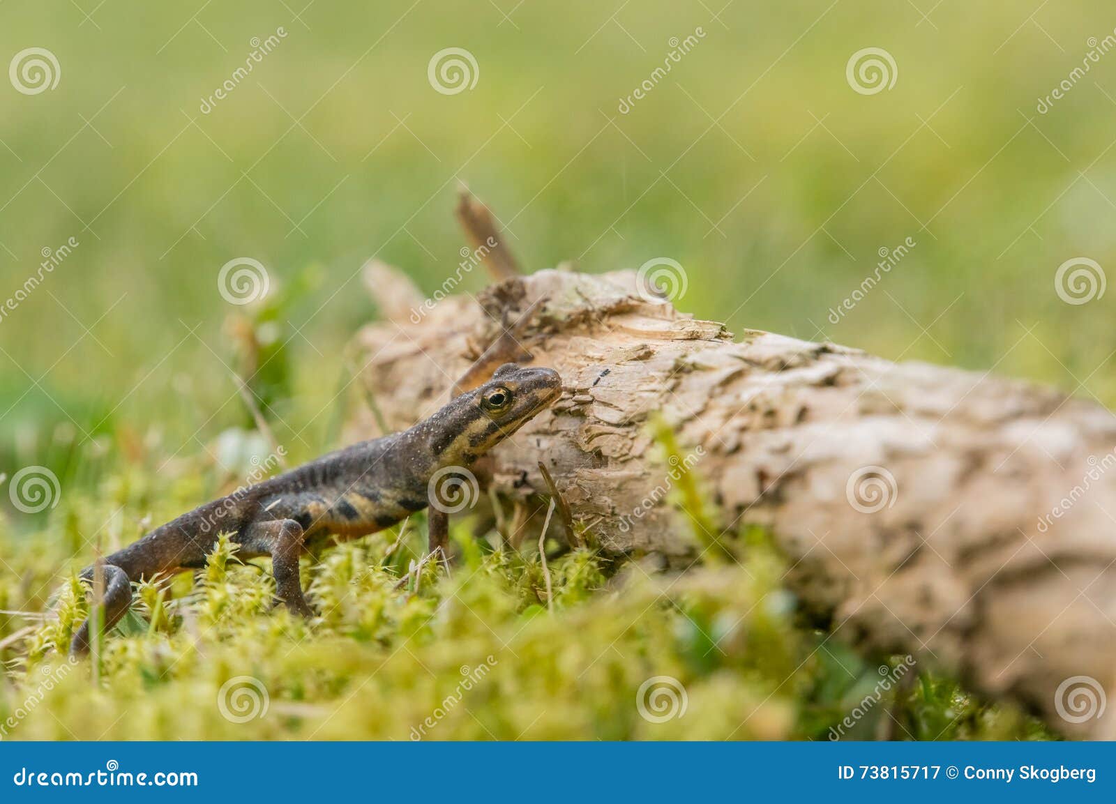 A Small Salamander in the Green Grass Stock Image - Image of small ...