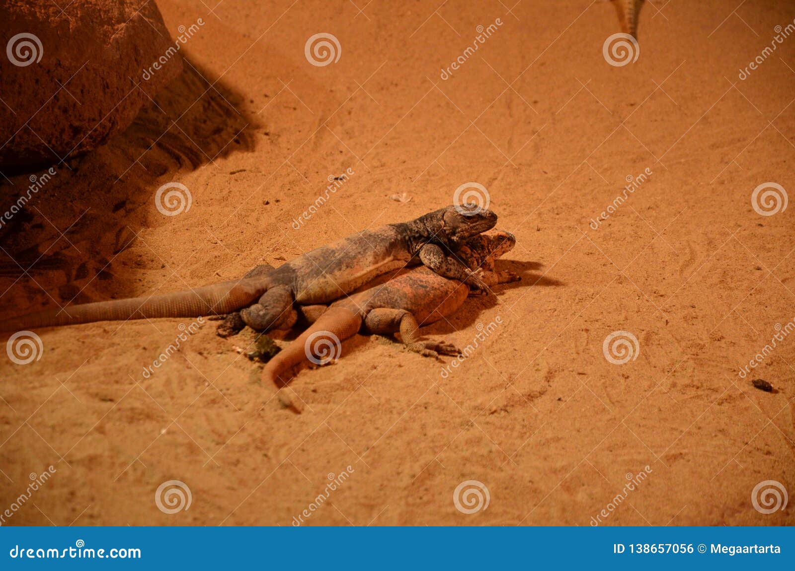 Small Salamanders Playing on Sand Stock Photo - Image of animals ...