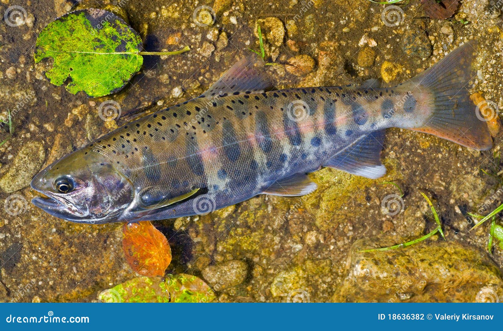 11,112 Small Salmon Stock Photos - Free & Royalty-Free Stock Photos ...