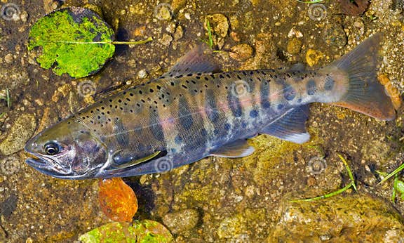 Small salmon 14 stock photo. Image of animal, seafood - 18636382