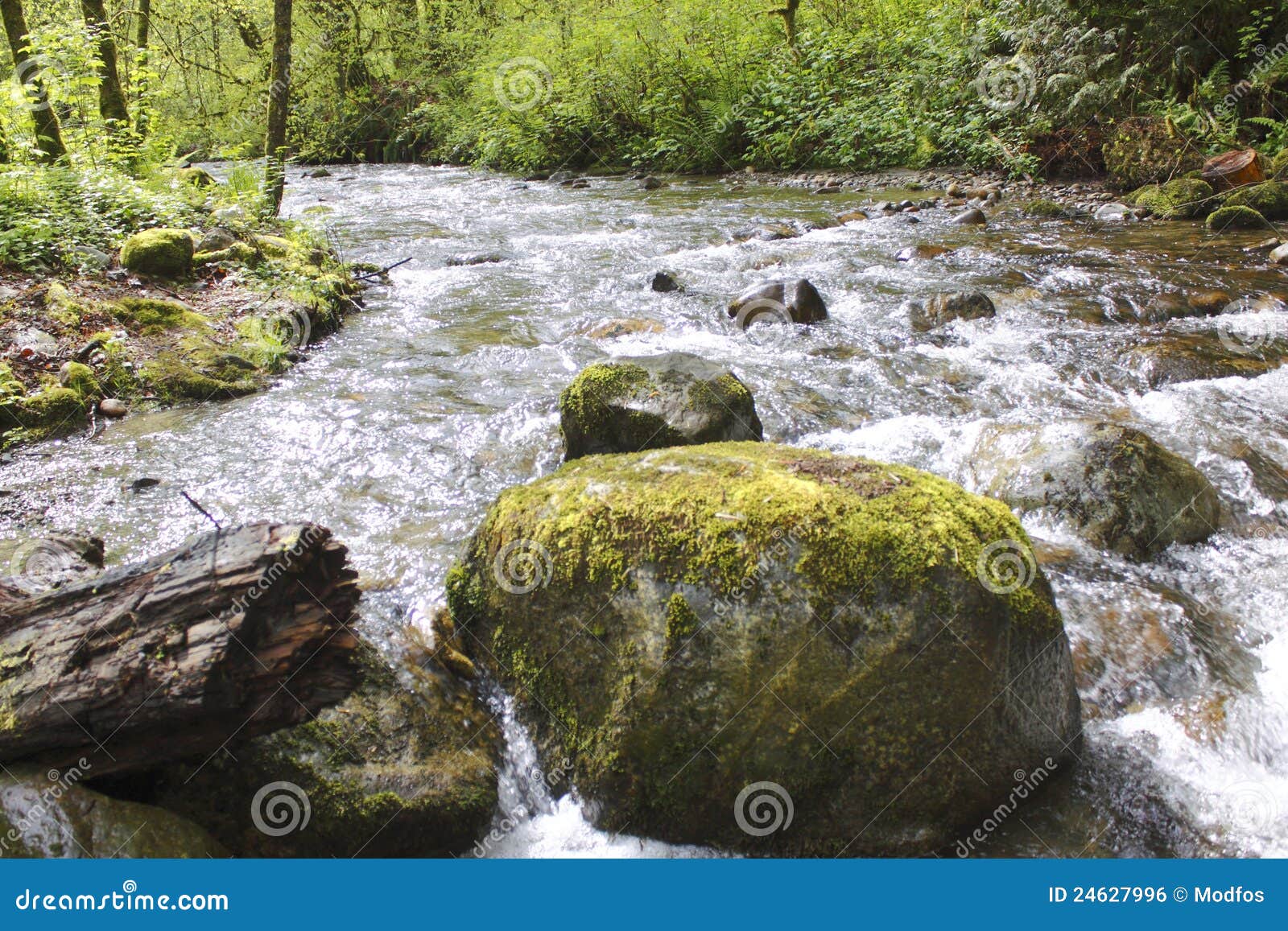 Small Salmon Stream stock photo. Image of rriver, freshwater - 24627996