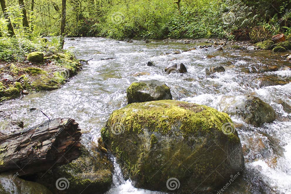 Small Salmon Stream stock photo. Image of rriver, freshwater - 24627996
