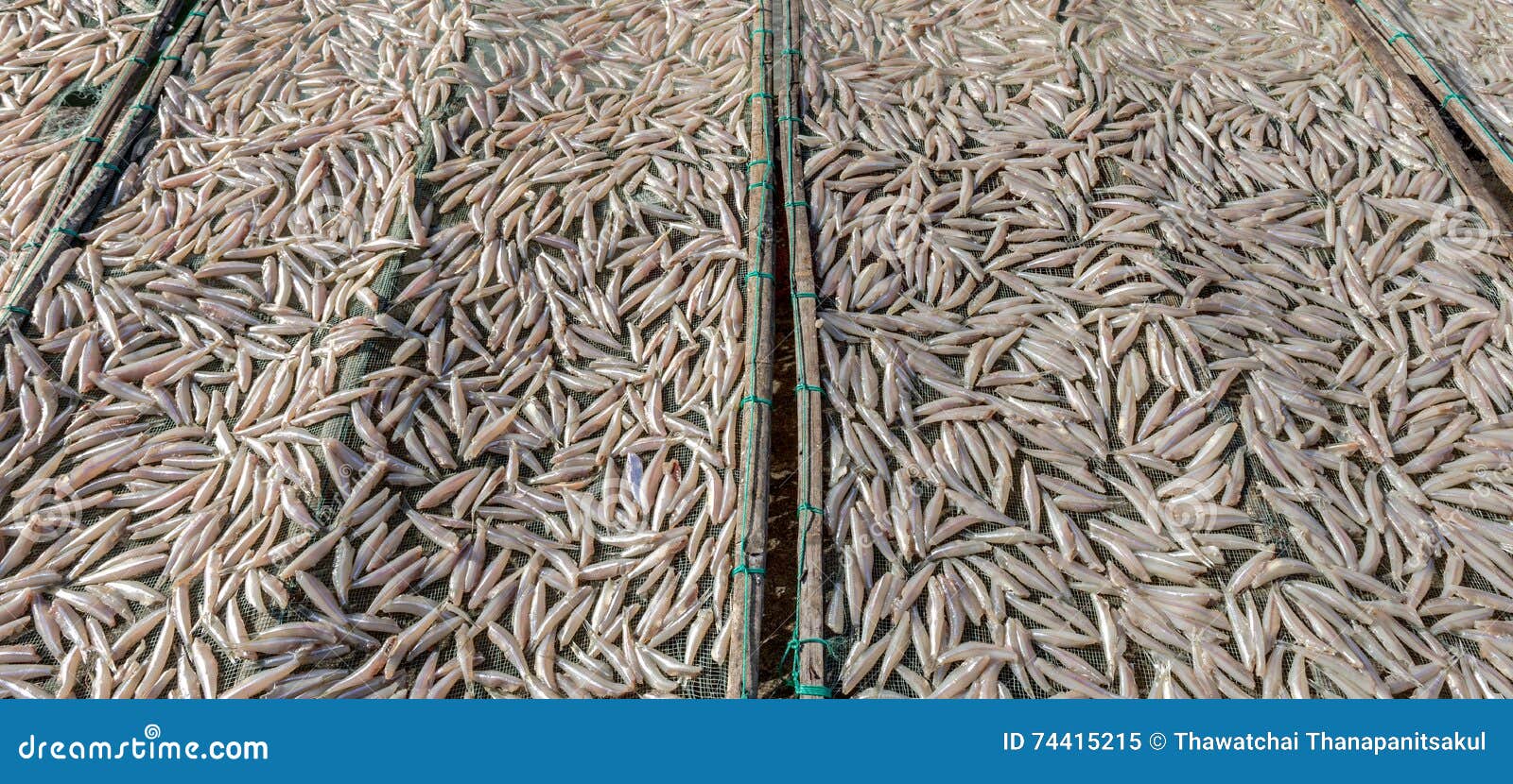 Small Salted Fish Dried Under the Sunlight Danang, Vietnam 2016 Stock ...