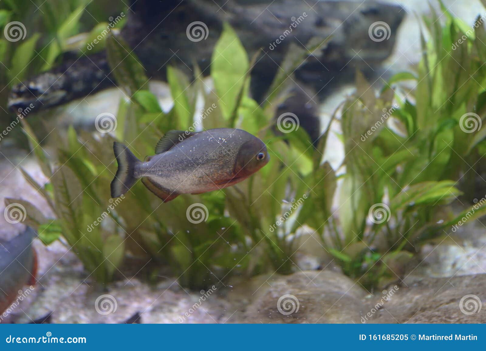 Small Saltwater Fish Swimming among the Plants Stock Image - Image of ...