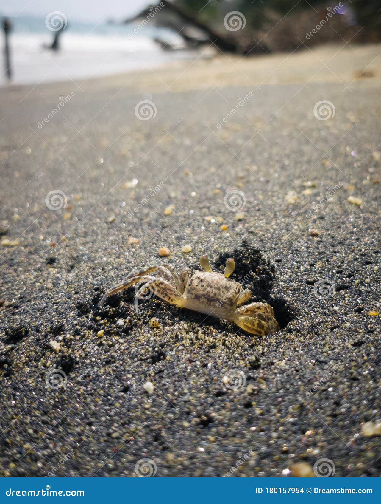 Small Sand Crab Digging a Cave Stock Photo - Image of santa, shore ...