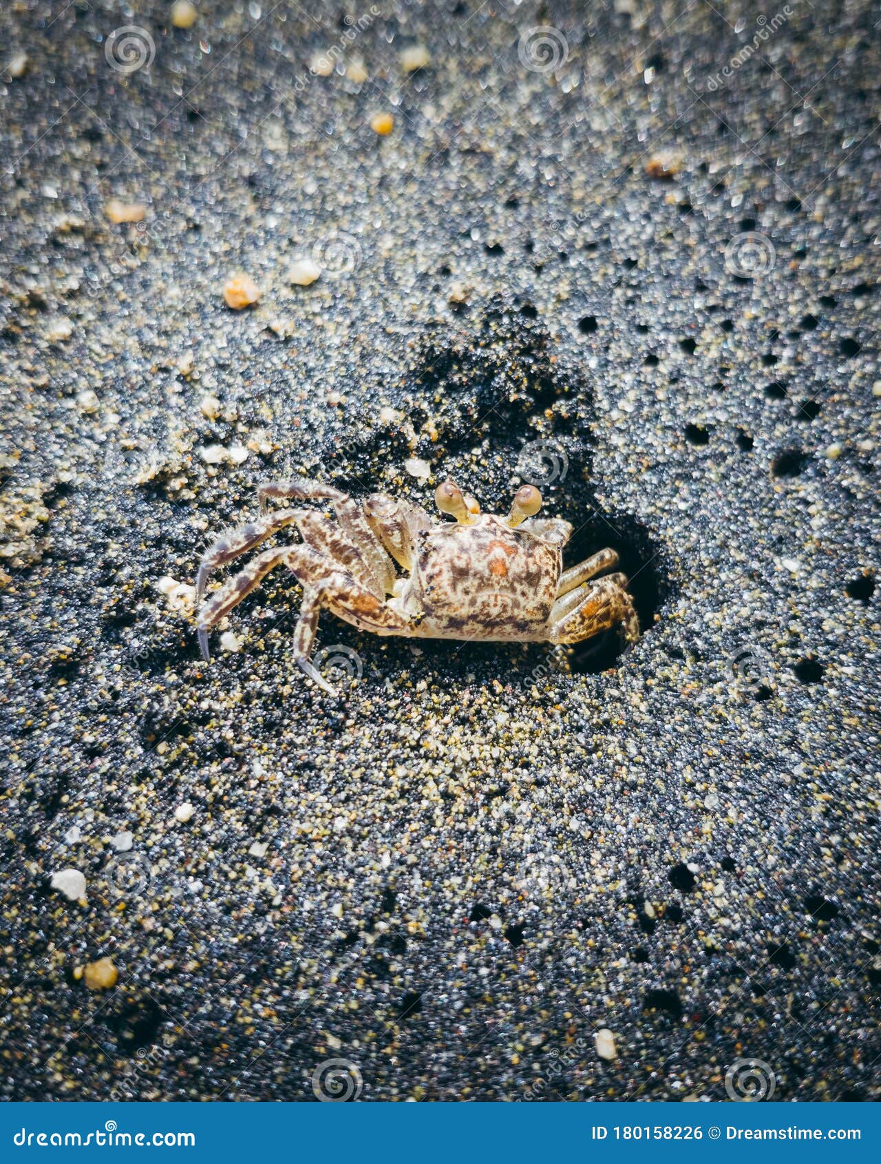 Small Sand Crab Digging a Cave Stock Photo - Image of outdoor ...
