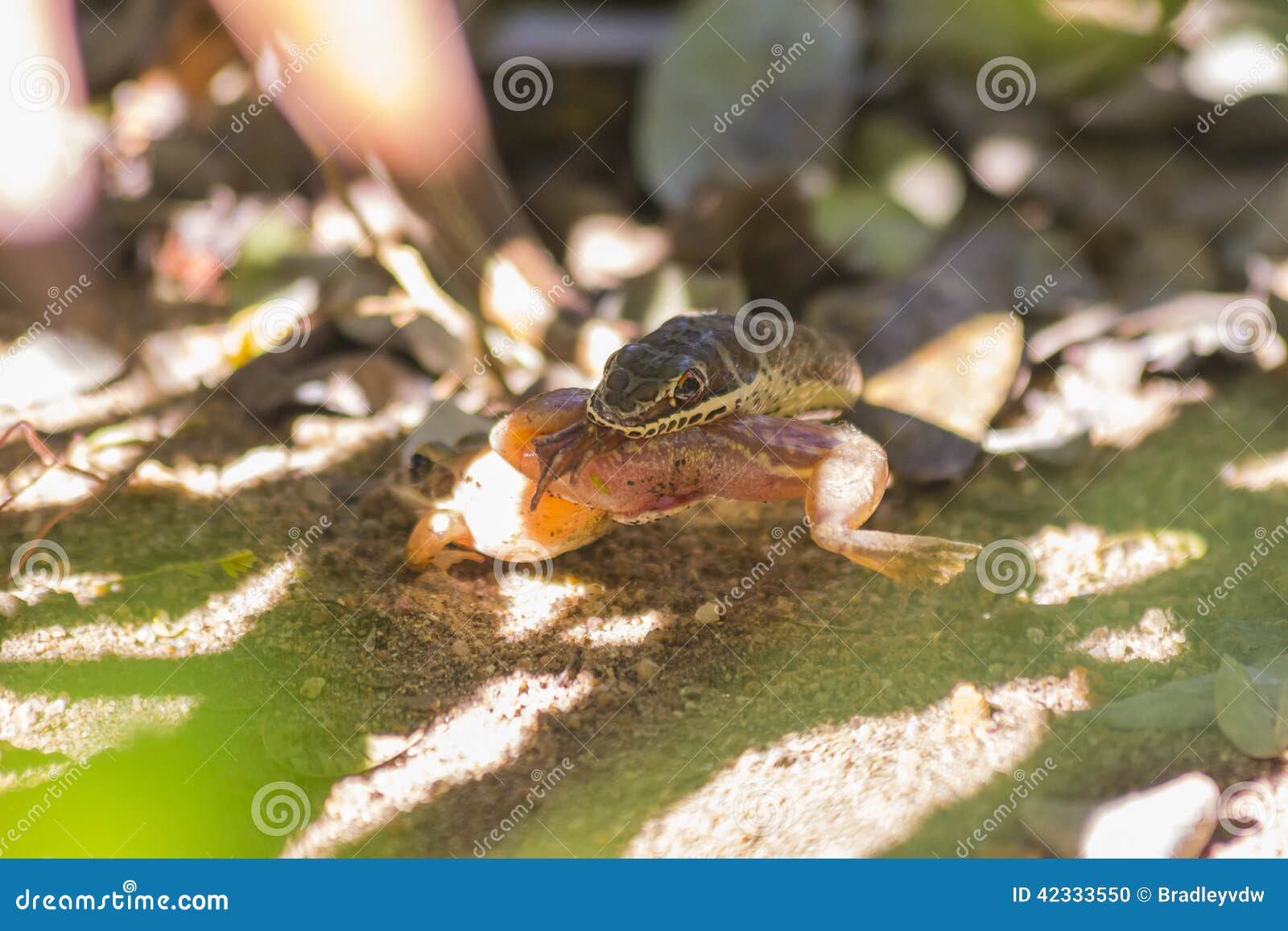 Small Sand Snake Catching and Eating a Frog 3 Stock Photo - Image of ...