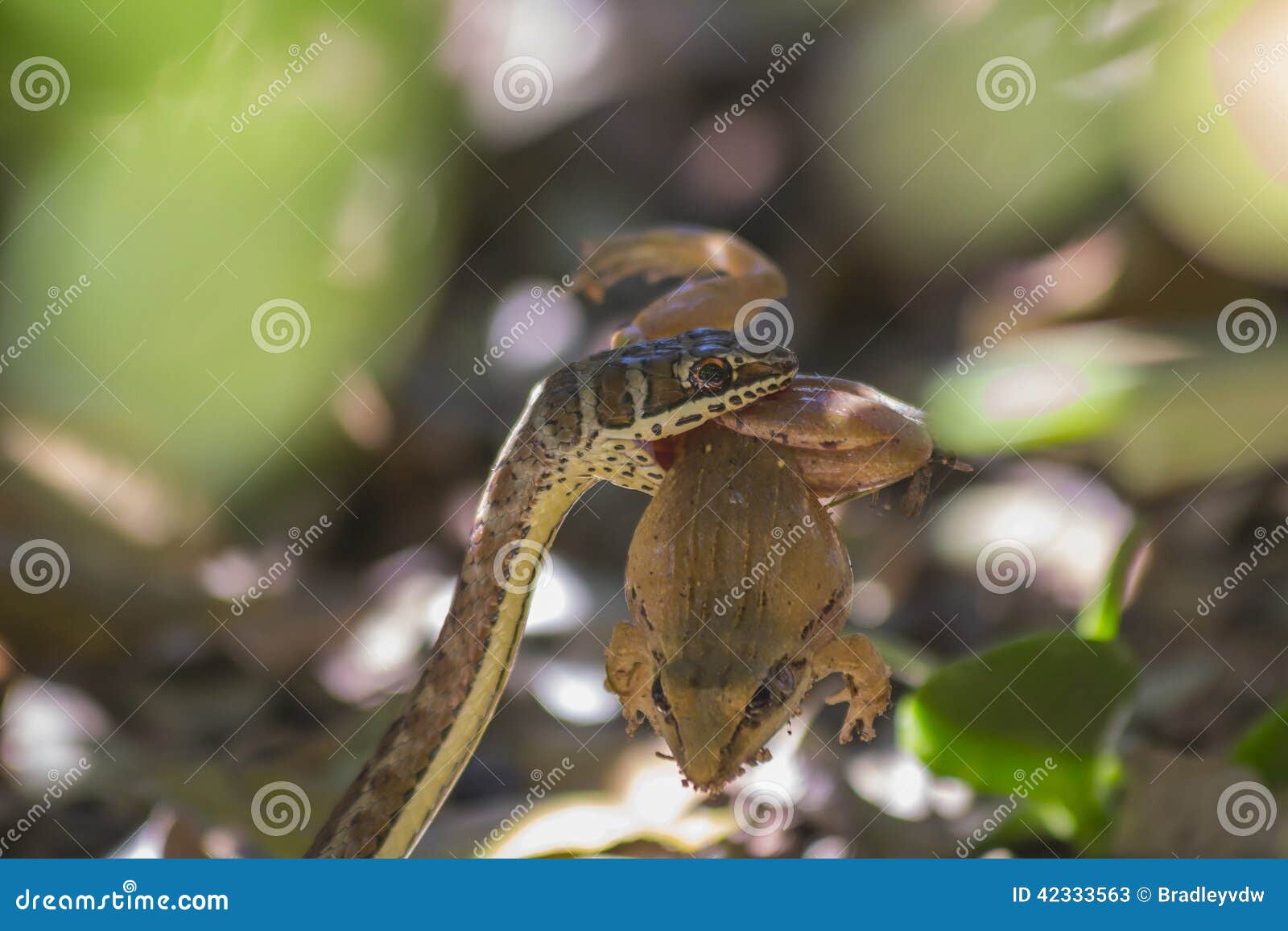 Catching Frog Prey Photos - Free & Royalty-Free Stock Photos from ...