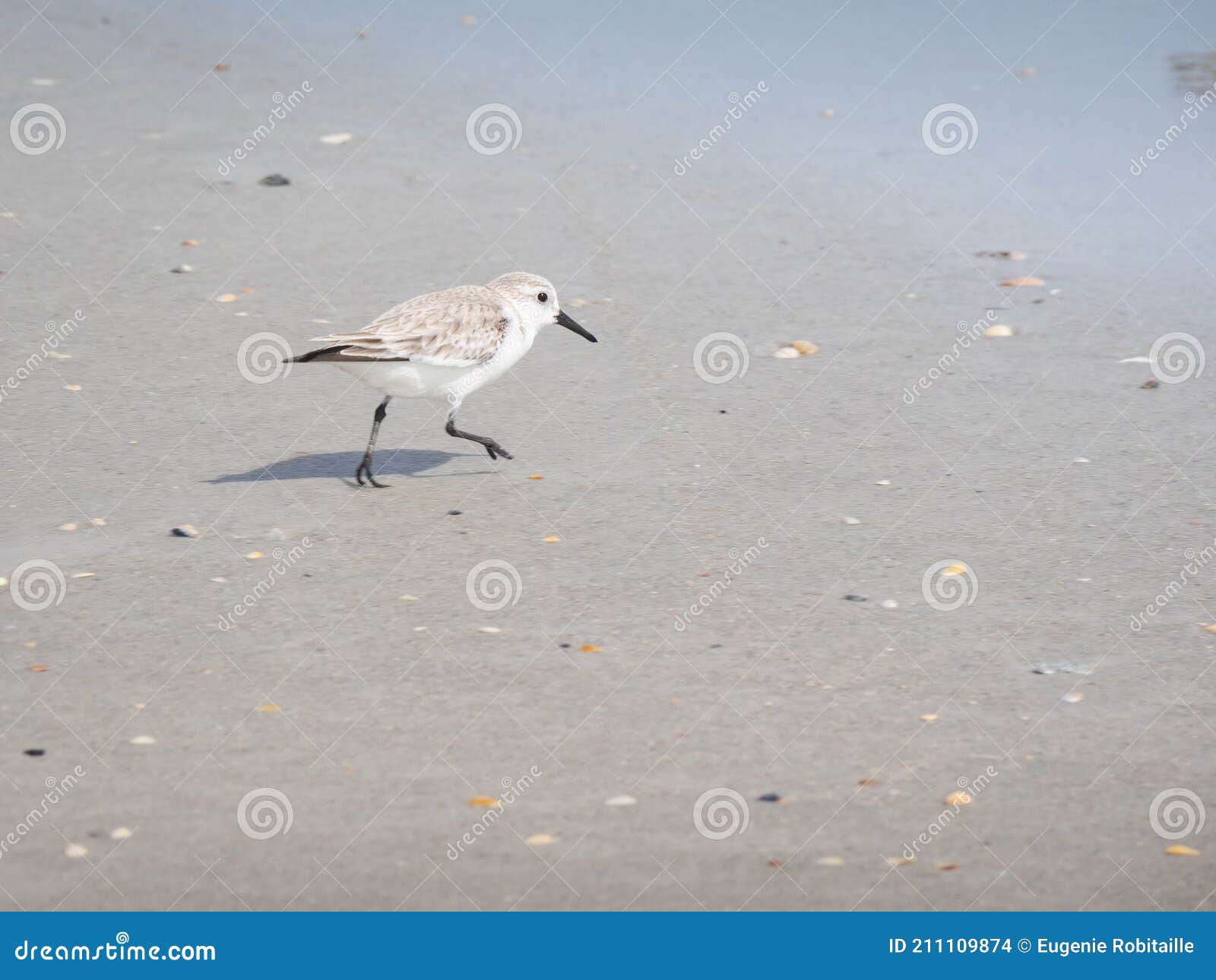Small sandpiper on a beach stock photo. Image of relaxing - 211109874