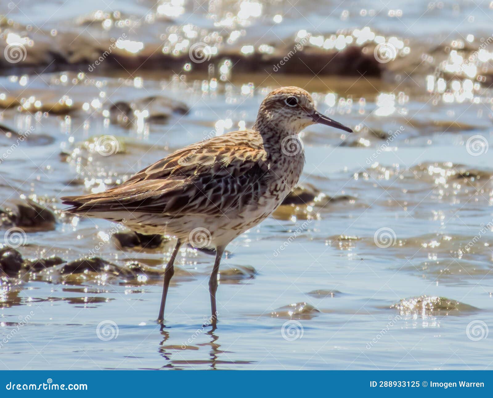Sharp-tailed Sandpiper in Queensland Australia Stock Image - Image of ...