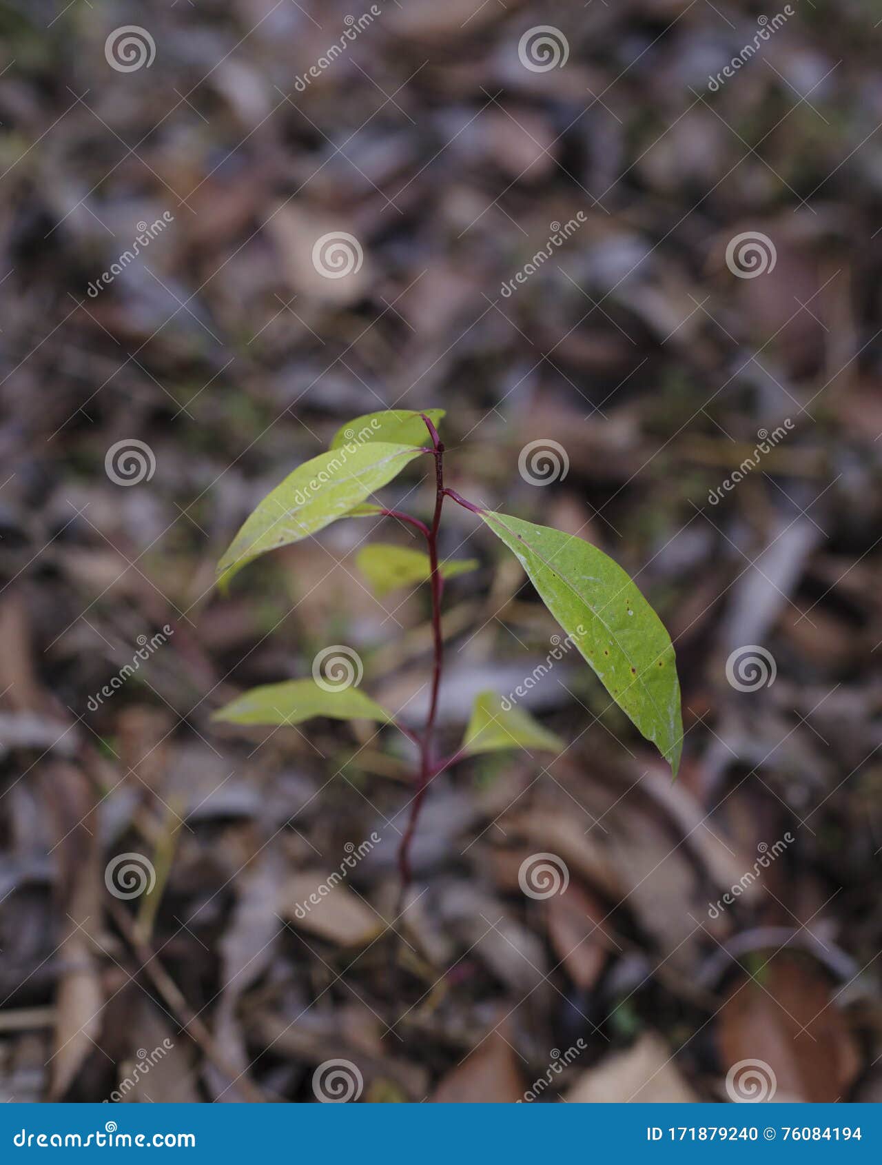 A Small Sapling in the Woods. Stock Photo - Image of huge, dont: 171879240
