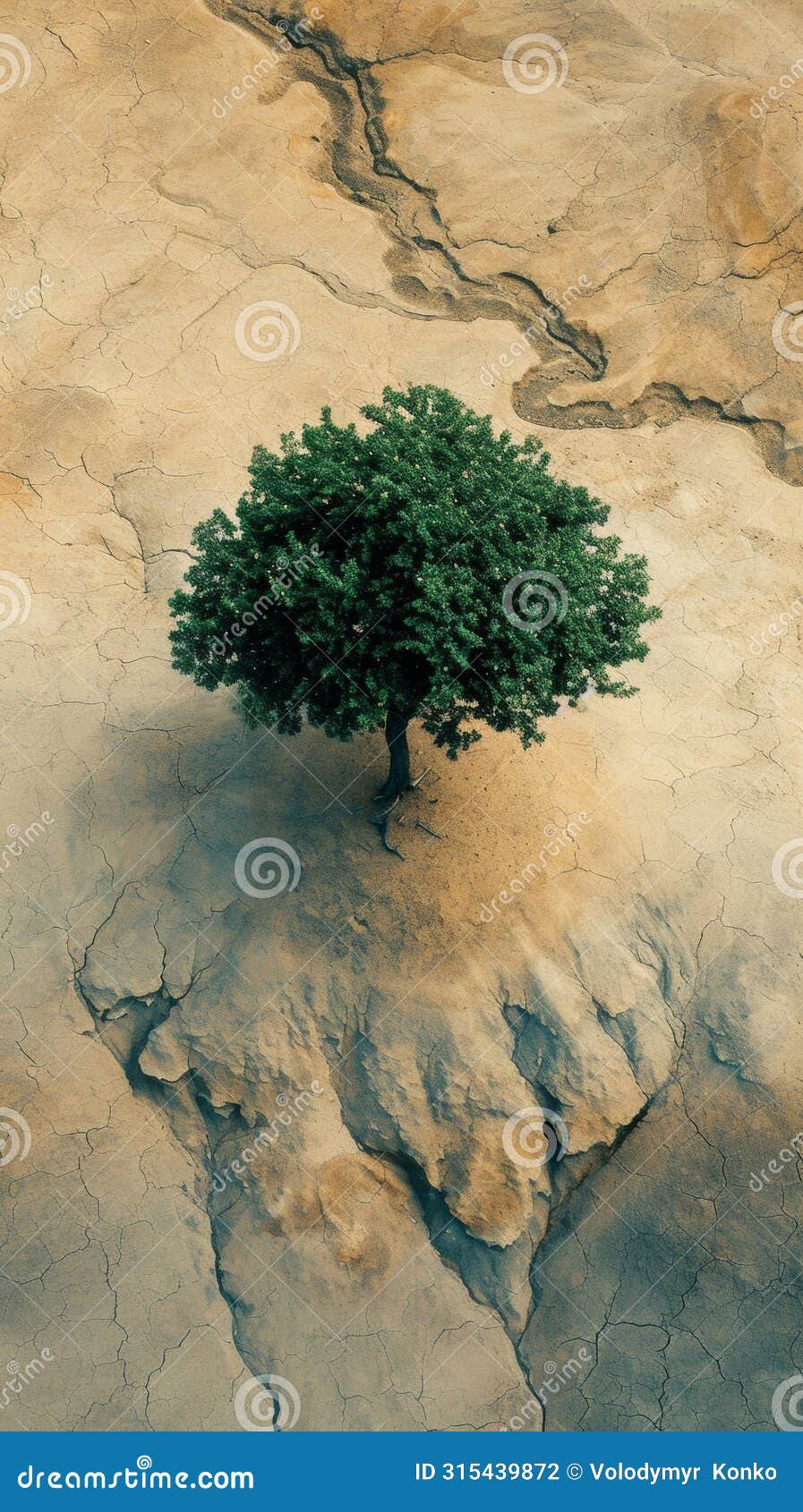 A Small Sapling Emerges from a Crack in the Ground Stock Photo - Image ...