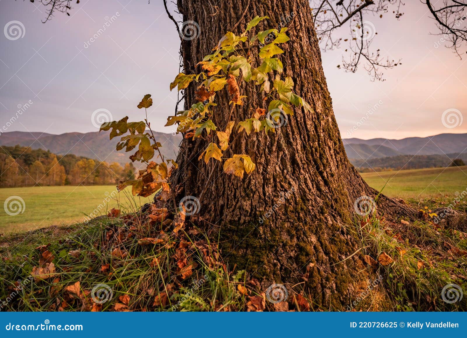 Small Sapling Growing Close To Base of Large Tree Stock Image - Image ...