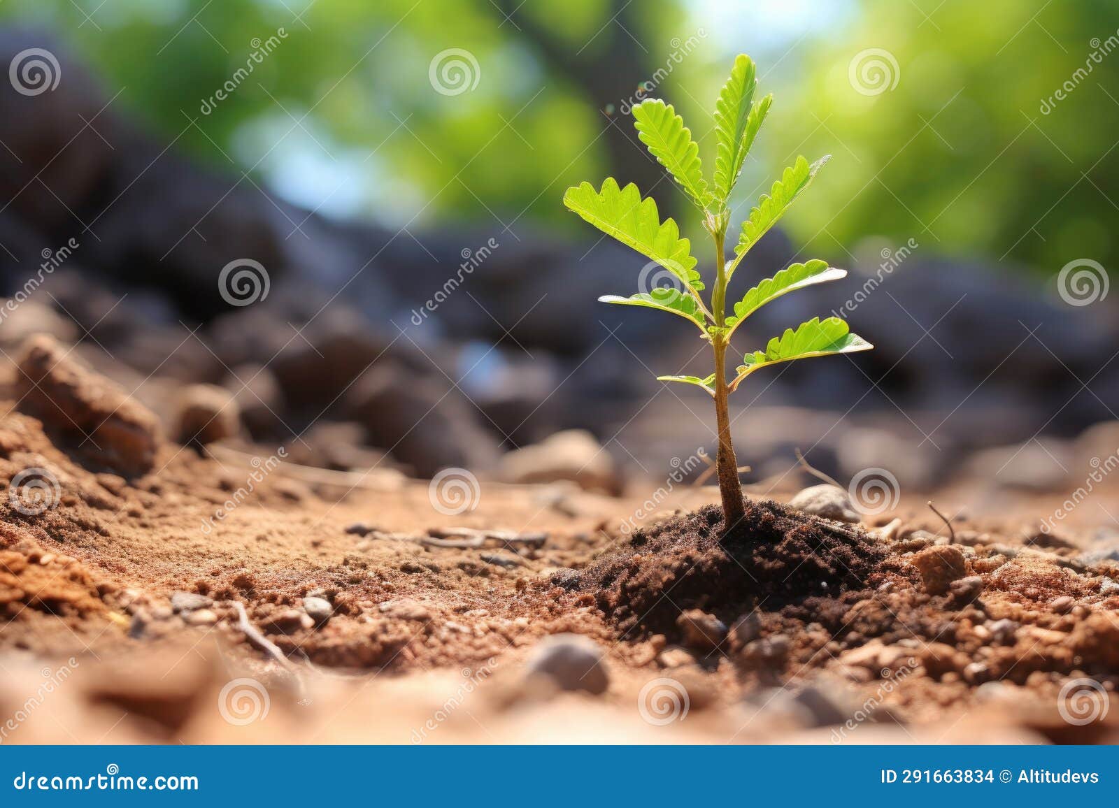 A Small Sapling Next To a Fully Grown Tree Stock Photo - Image of plant ...