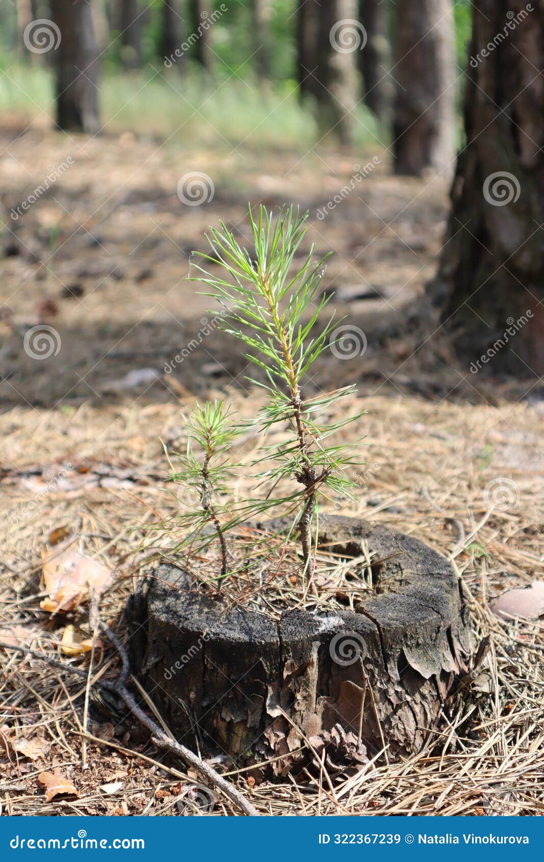 Small Sapling of Pine Growing in the Forest. Stock Image - Image of ...