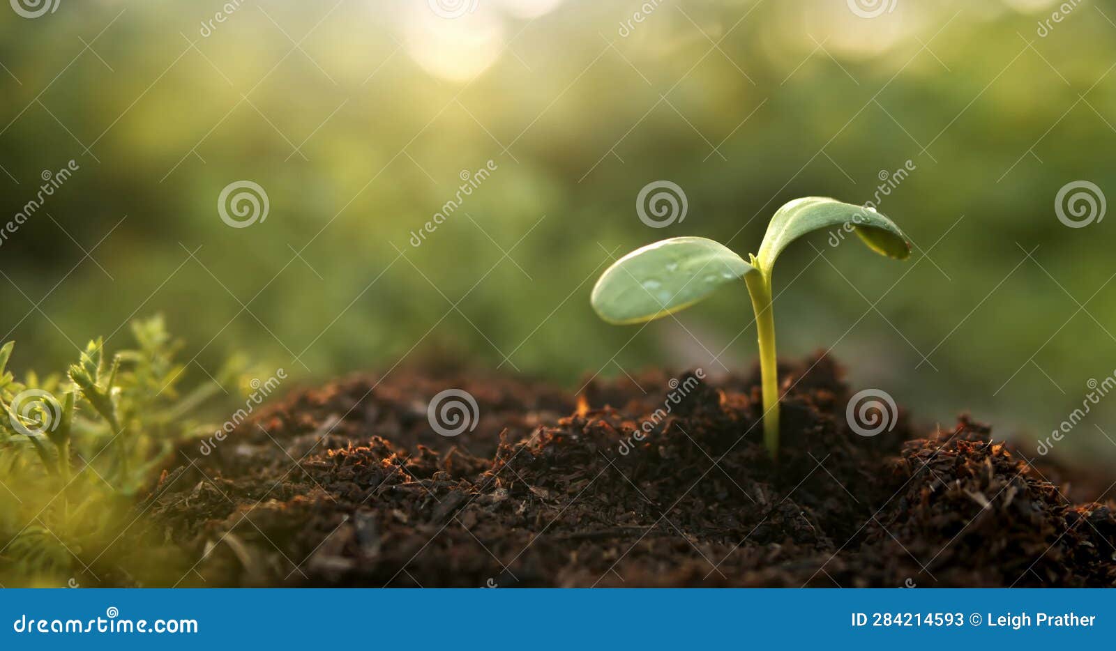 Small Sapling Plant Sprouting in Dirt, Growing and Thriving in Rays of ...