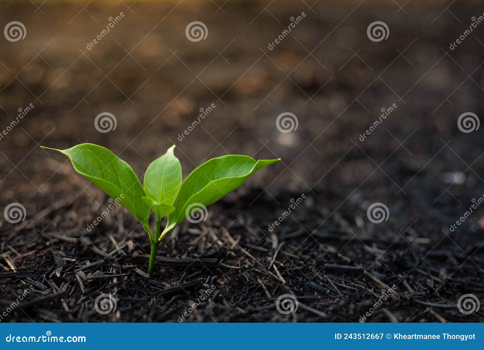 Small Sapling. the Seedlings Grow Under Sunlight. Stock Image - Image ...