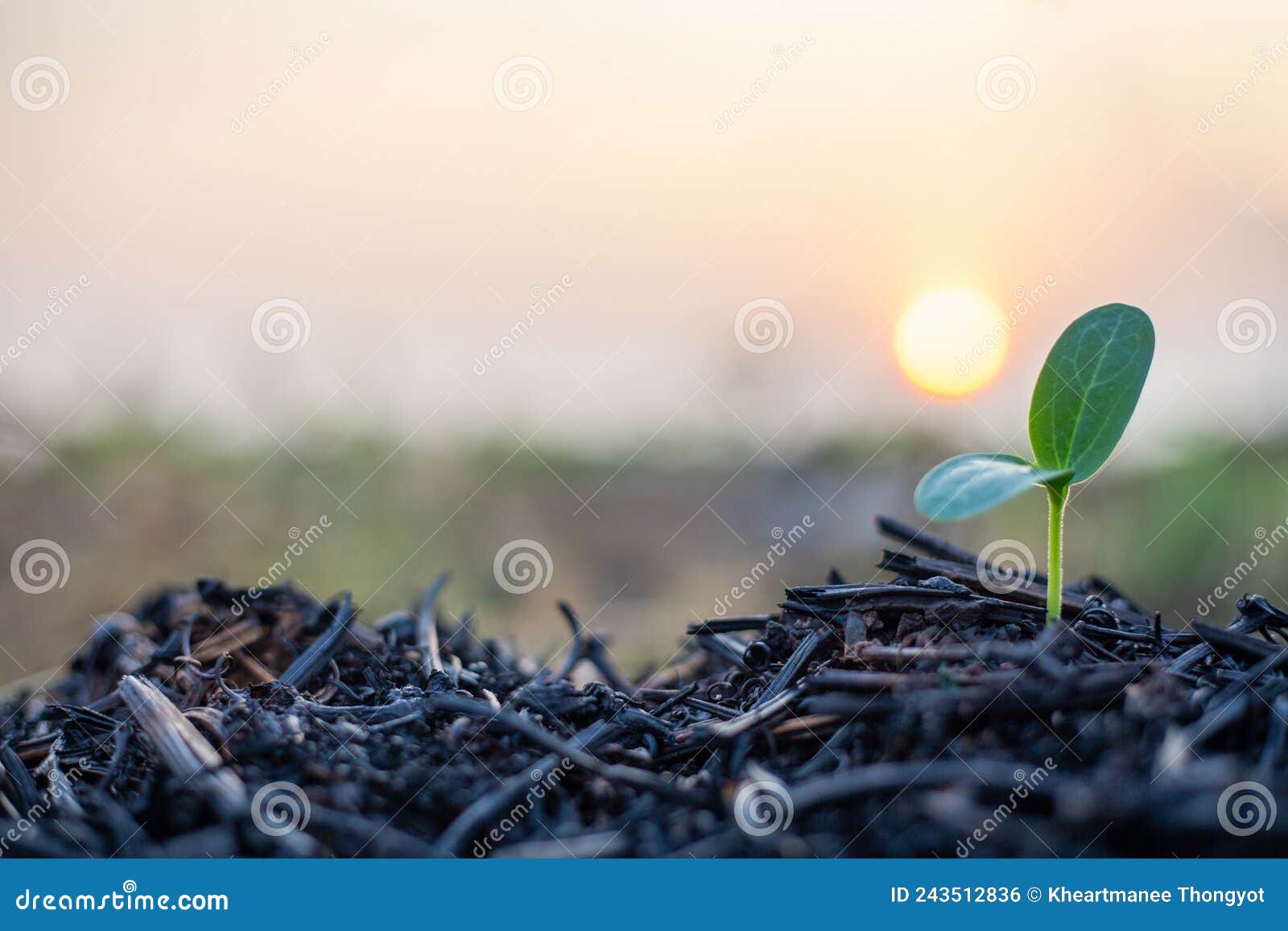 Small Sapling. the Seedlings Grow Under Sunlight. Stock Photo - Image ...