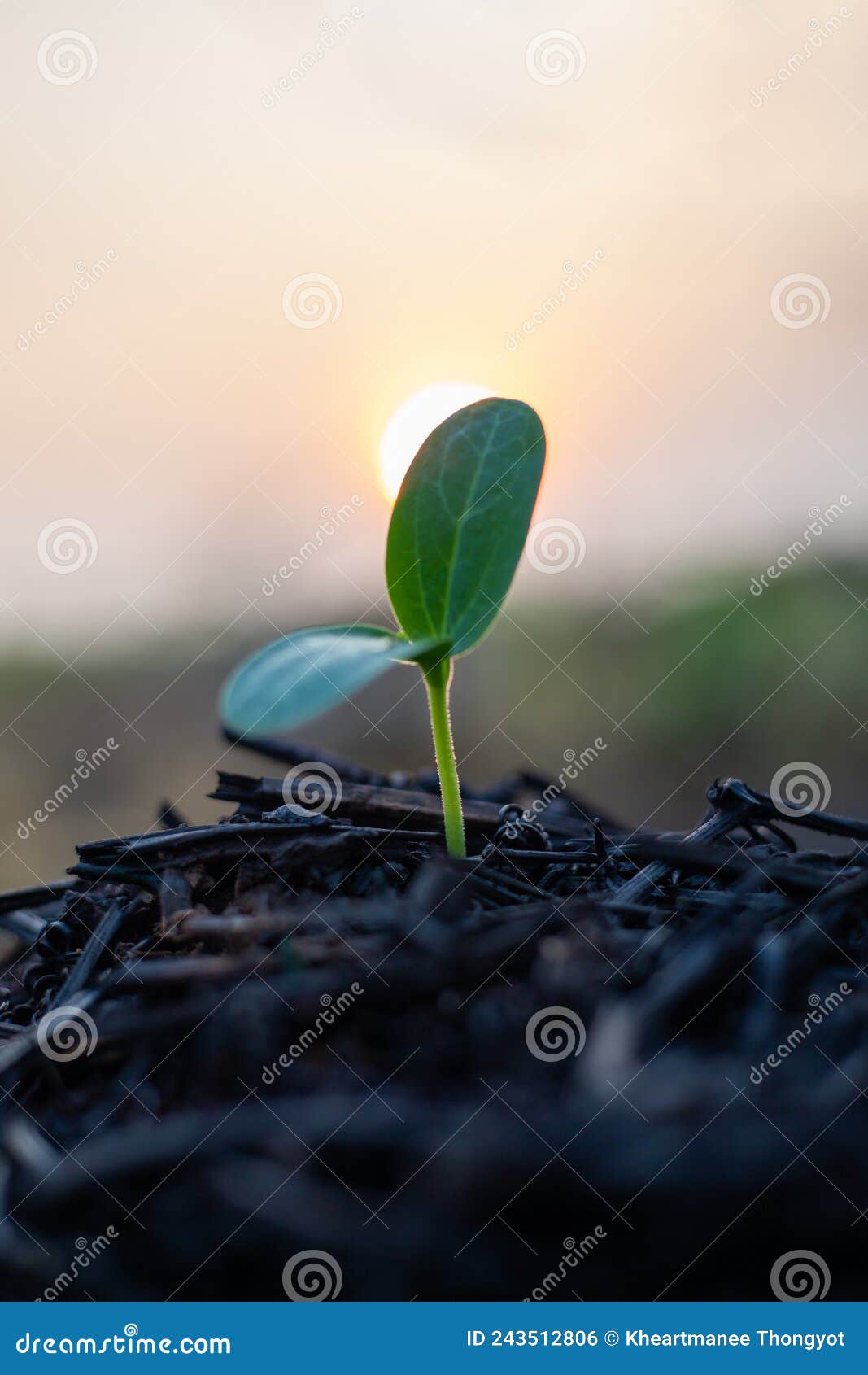 Small Sapling. the Seedlings Grow Under Sunlight. Stock Photo - Image ...