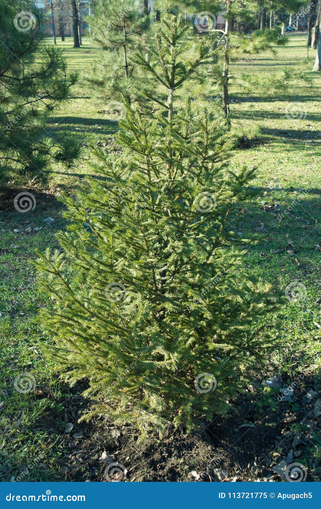 Small sapling of spruce stock image. Image of plant - 113721775