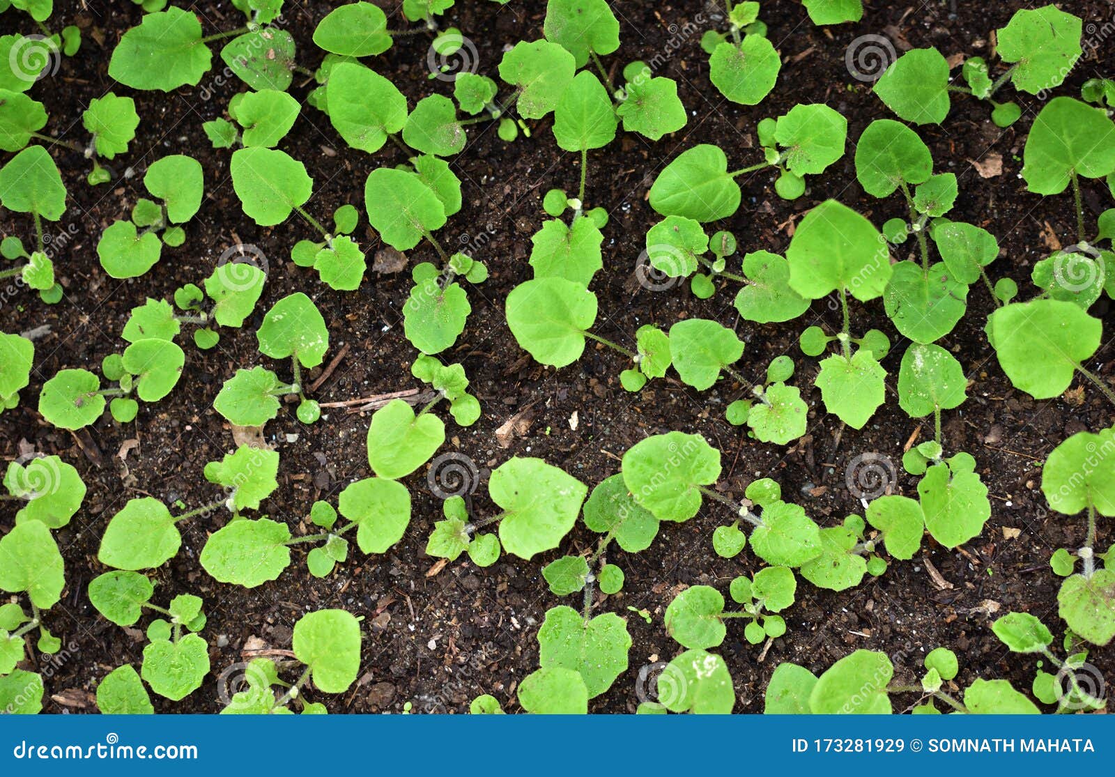 Small Sapling Tree in Garden. Image of a Sapling in the Pot Stock Image ...