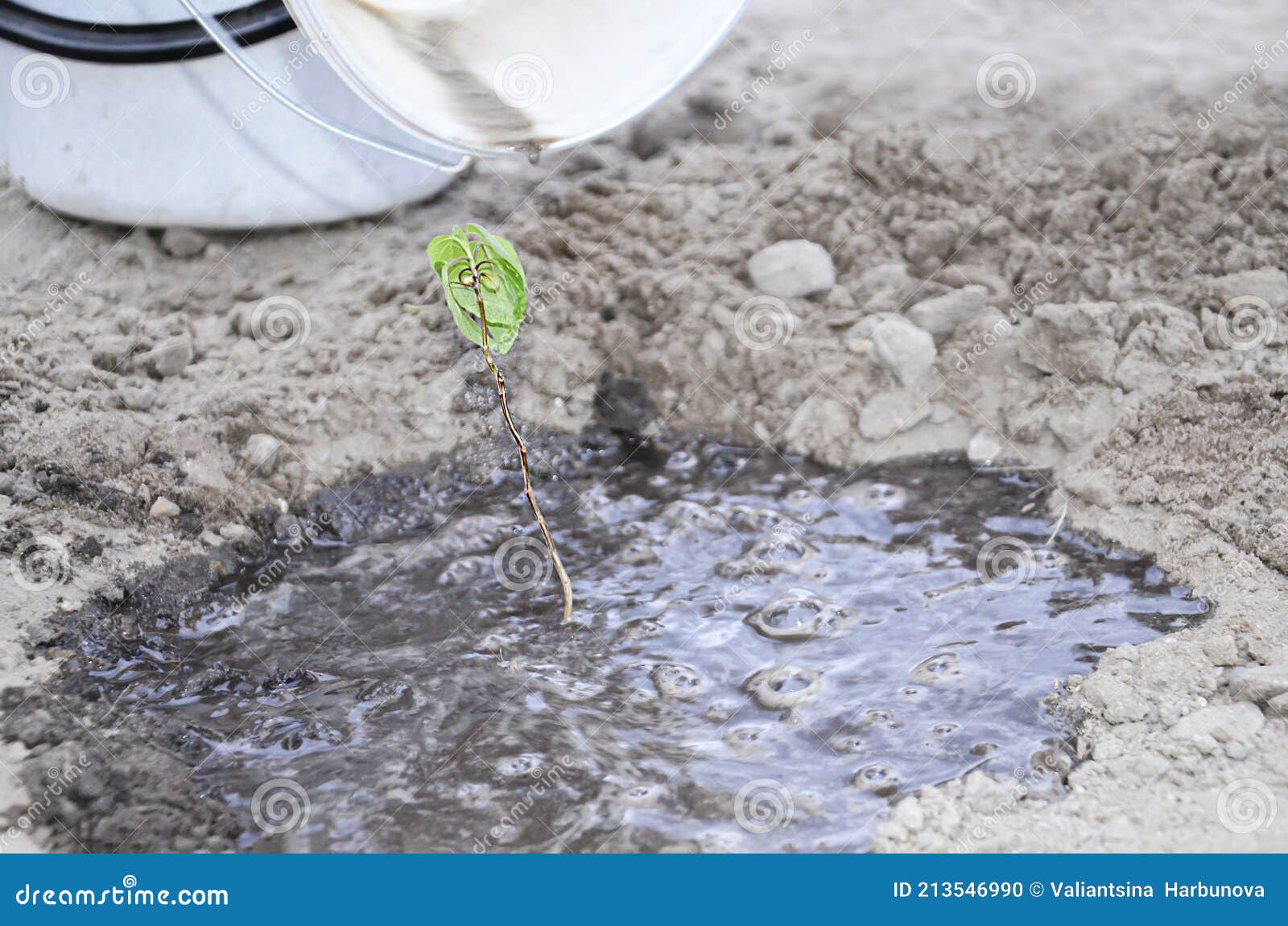 A Small Sapling of a Tree is Watered with Water Stock Photo - Image of ...